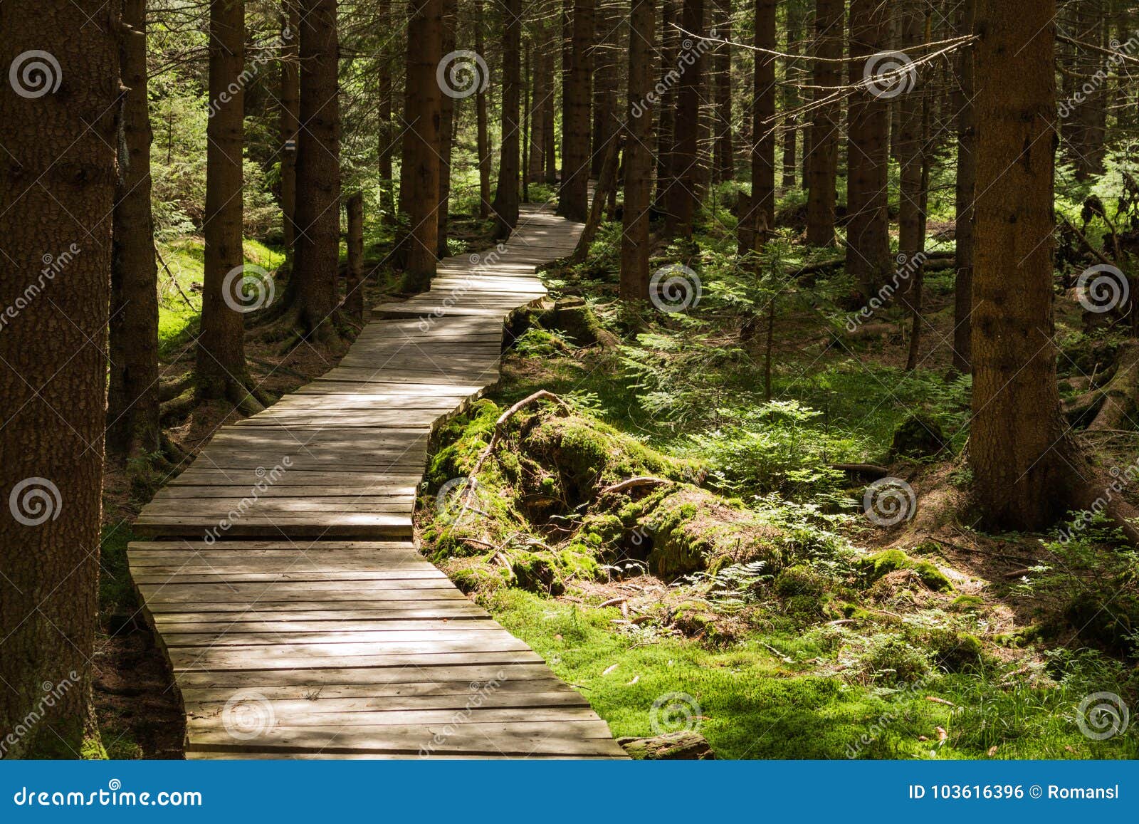 Narrow Path Lit by Soft Spring Sunlight. Forest Spring Nature Stock ...