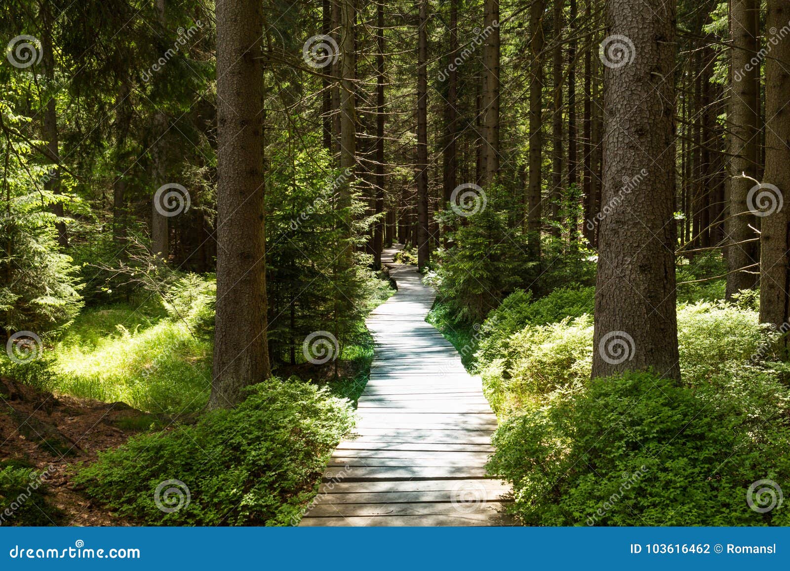 Narrow Path Lit by Soft Spring Sunlight. Forest Spring Nature Stock ...