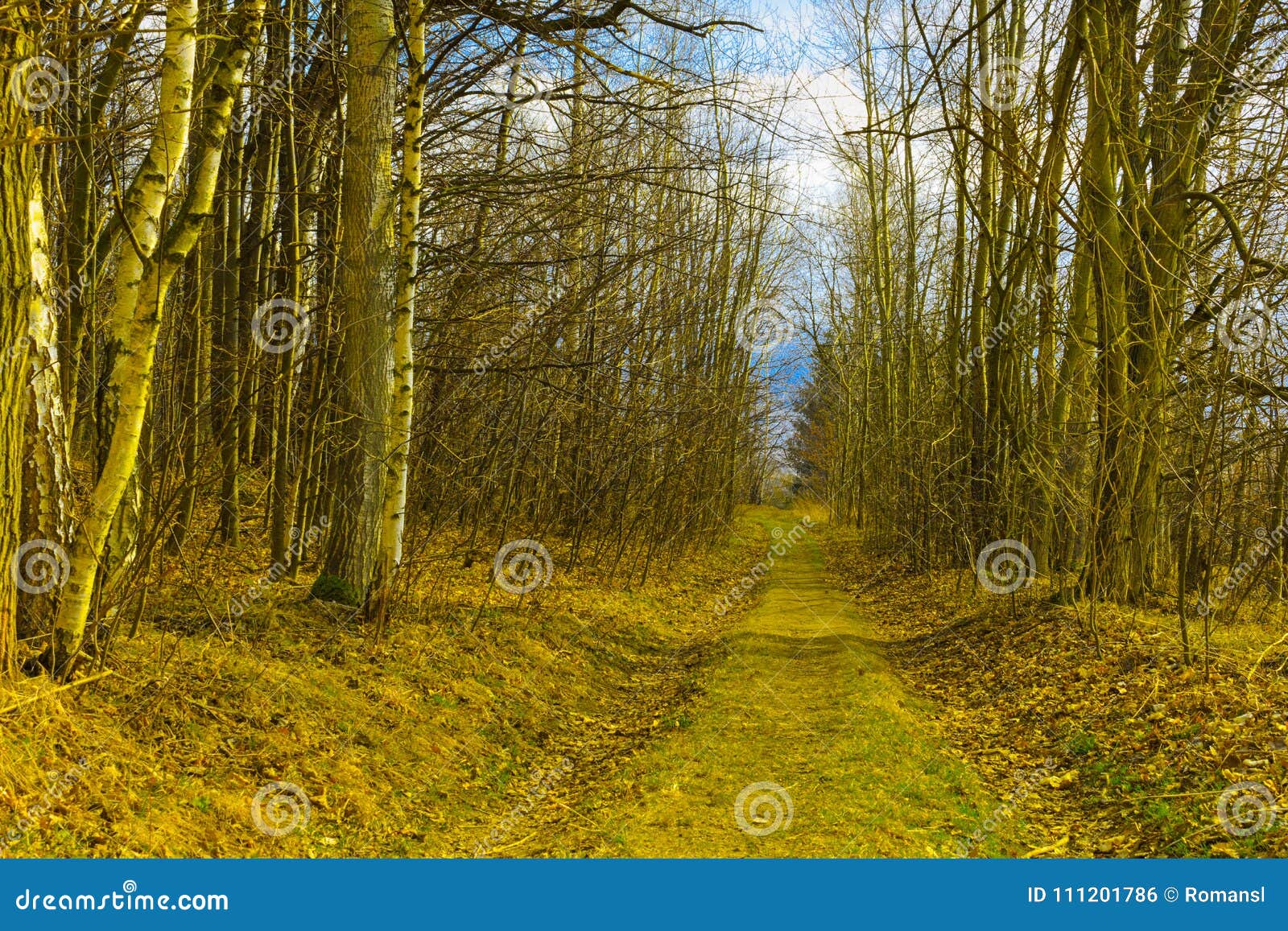 Narrow Path Lit by Soft Spring Sunlight. Forest Spring Nature Stock ...