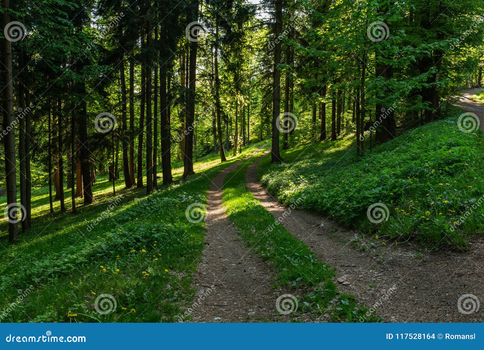 Narrow Path Lit by Soft Spring Sunlight. Forest Spring Nature Stock ...