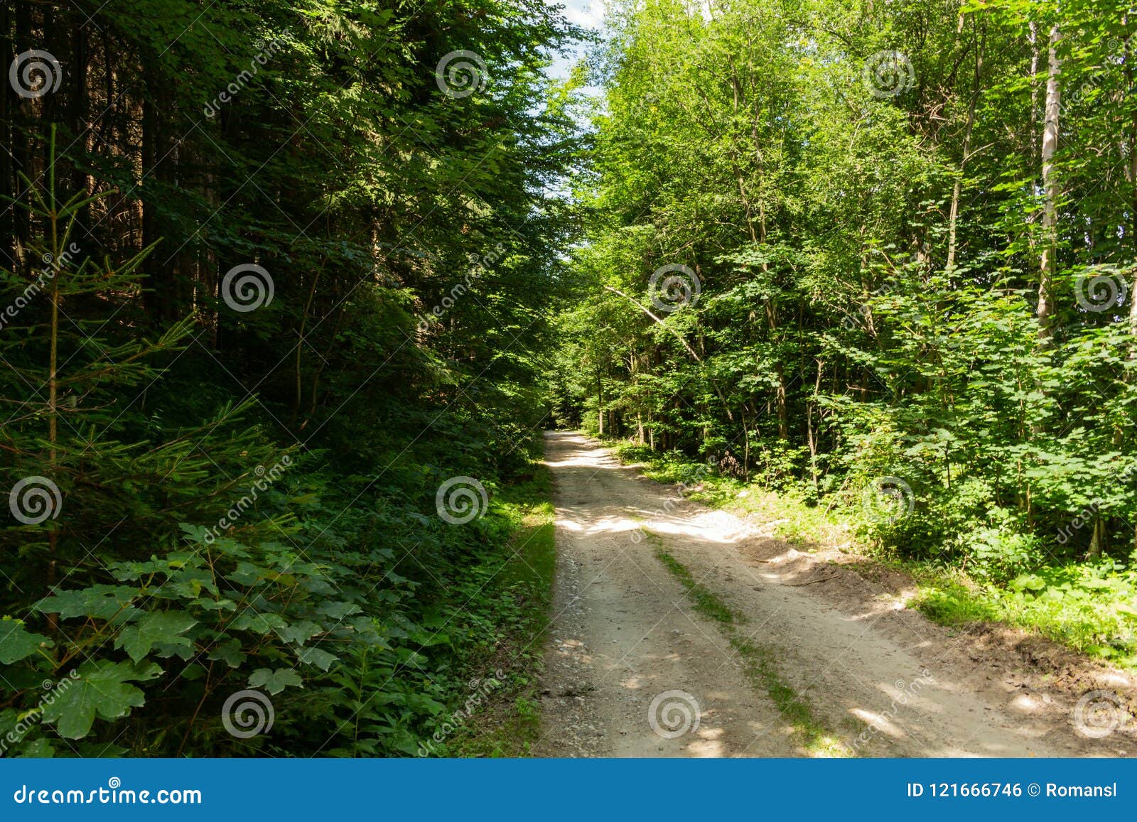 Narrow Path Lit by Soft Spring Sunlight. Forest Spring Nature Stock ...