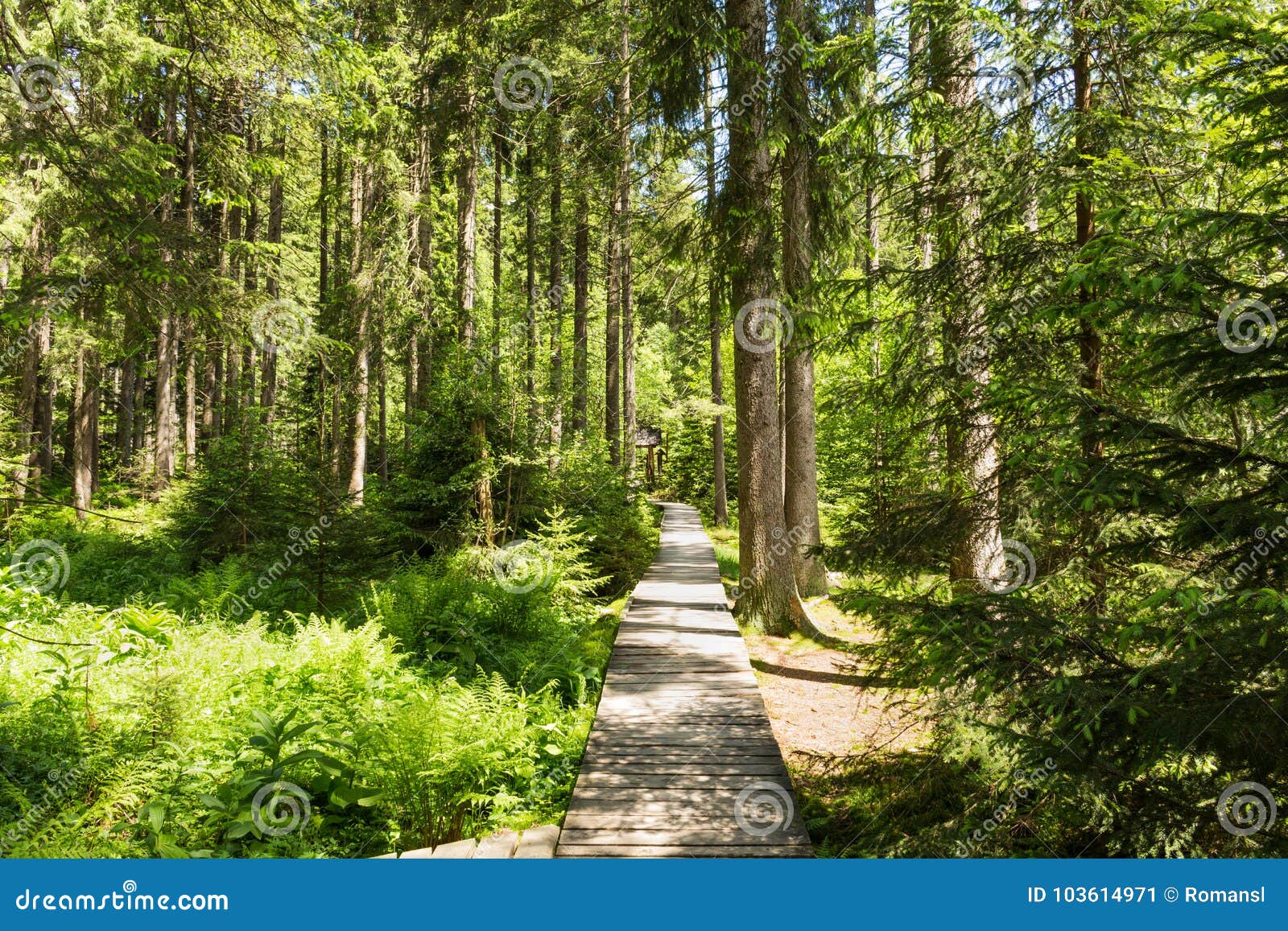 Narrow Path Lit by Soft Spring Sunlight. Forest Spring Nature Stock ...