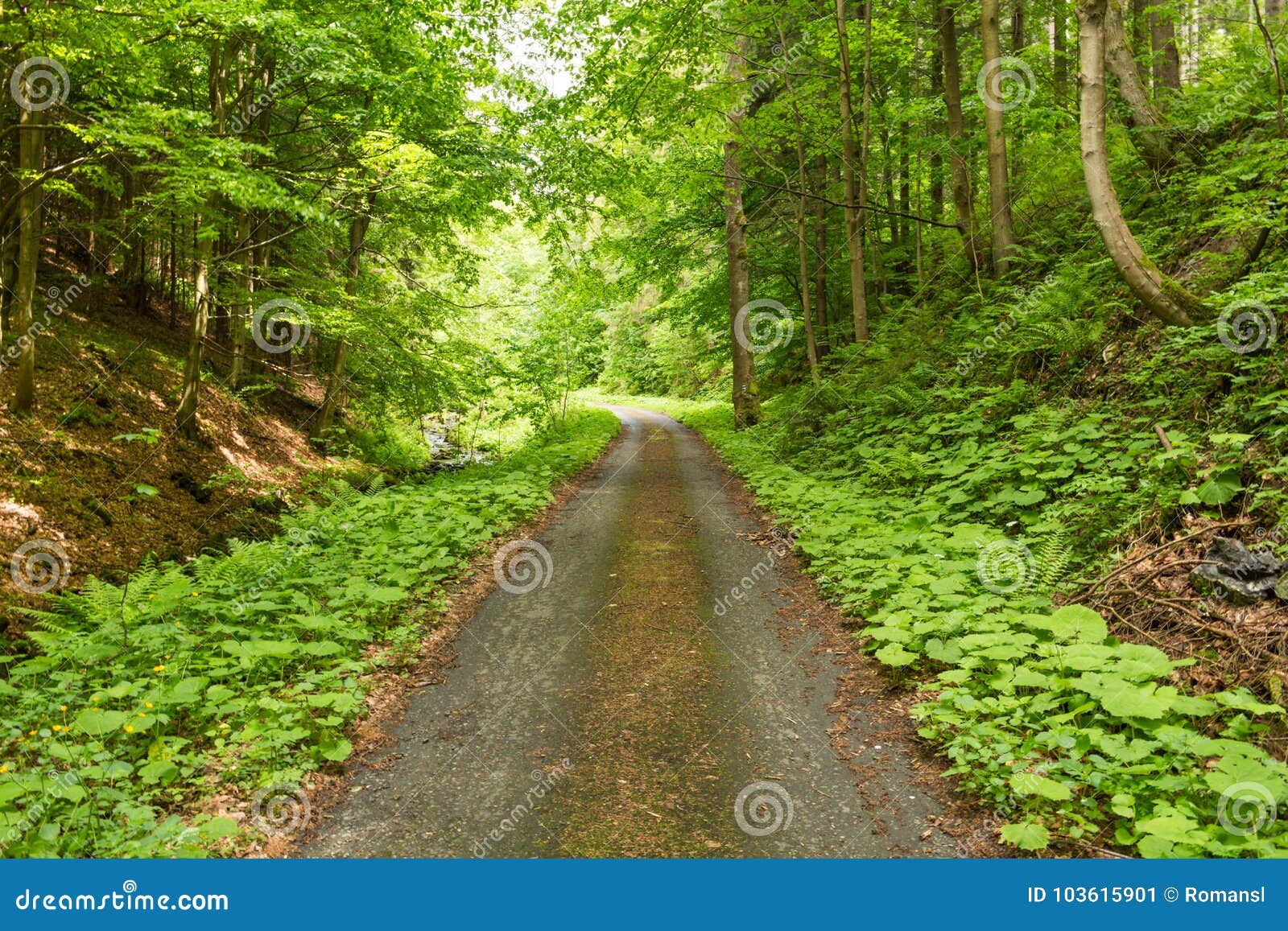Narrow Path Lit by Soft Spring Sunlight. Forest Spring Nature Stock ...
