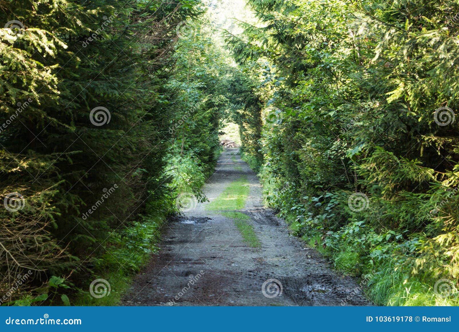 Narrow Path Lit by Soft Spring Sunlight. Forest Spring Nature Stock ...