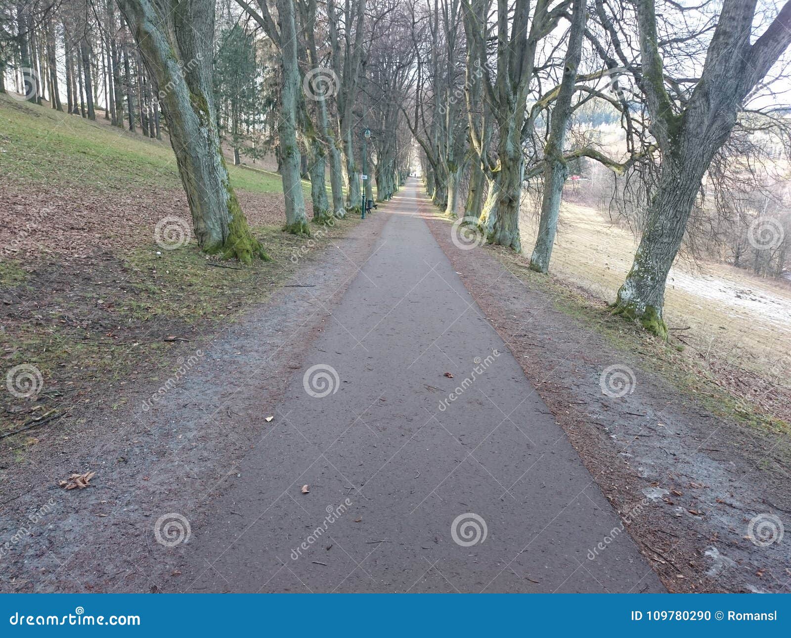 Narrow Path Lit by Soft Spring Sunlight. Forest Spring Nature Stock ...