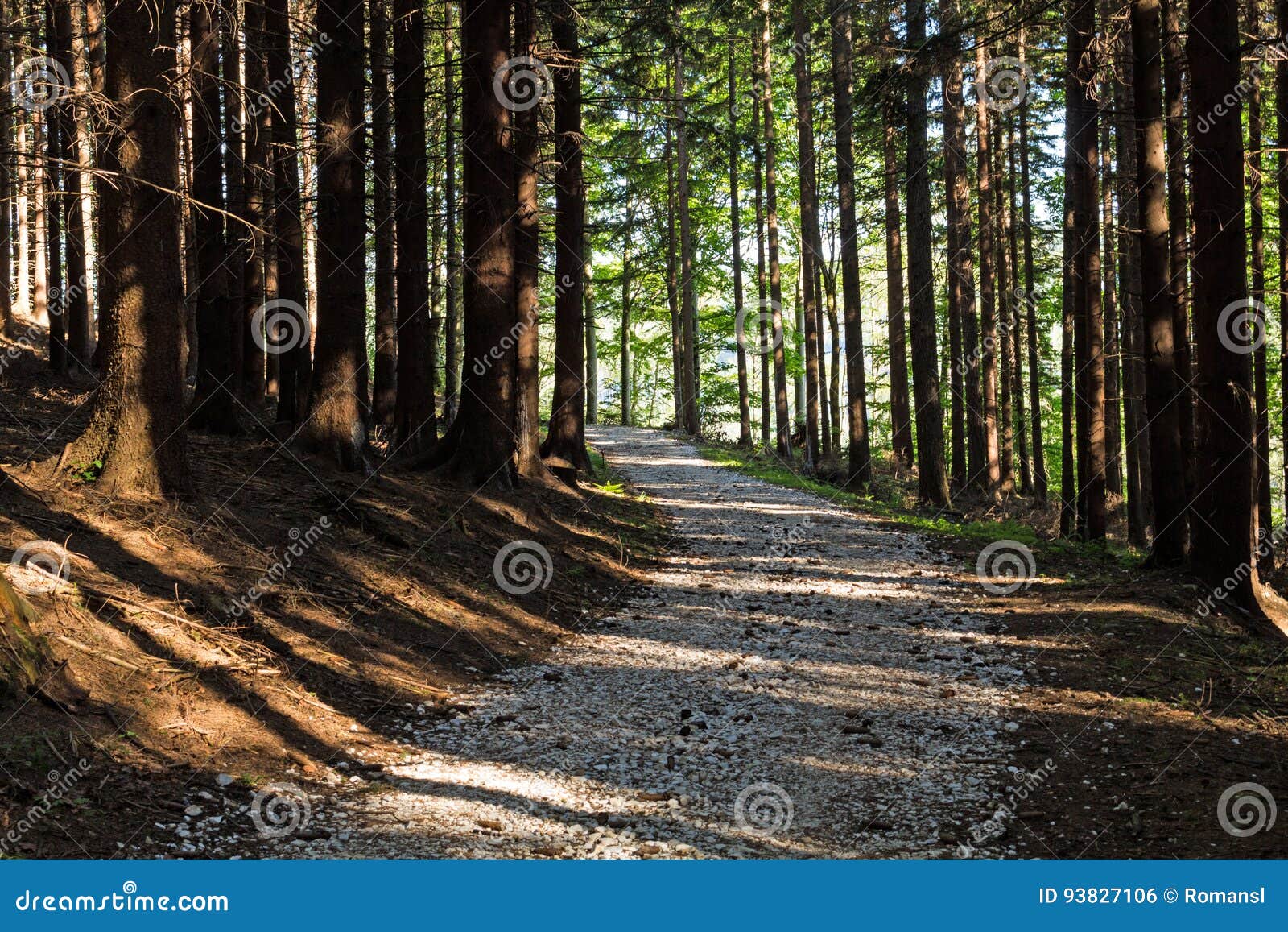 Narrow Path Lit by Soft Spring Sunlight. Forest Spring Nature Stock ...