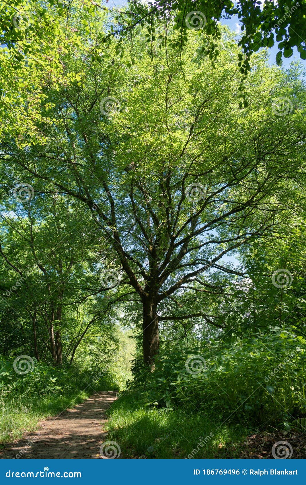 Narrow Path Next To a Tree on the Edge of the Floodplain Forest Stock ...