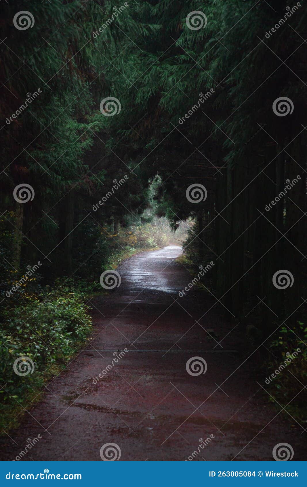 Path Passing through Dark Forest and Leading To the Light Stock Photo ...