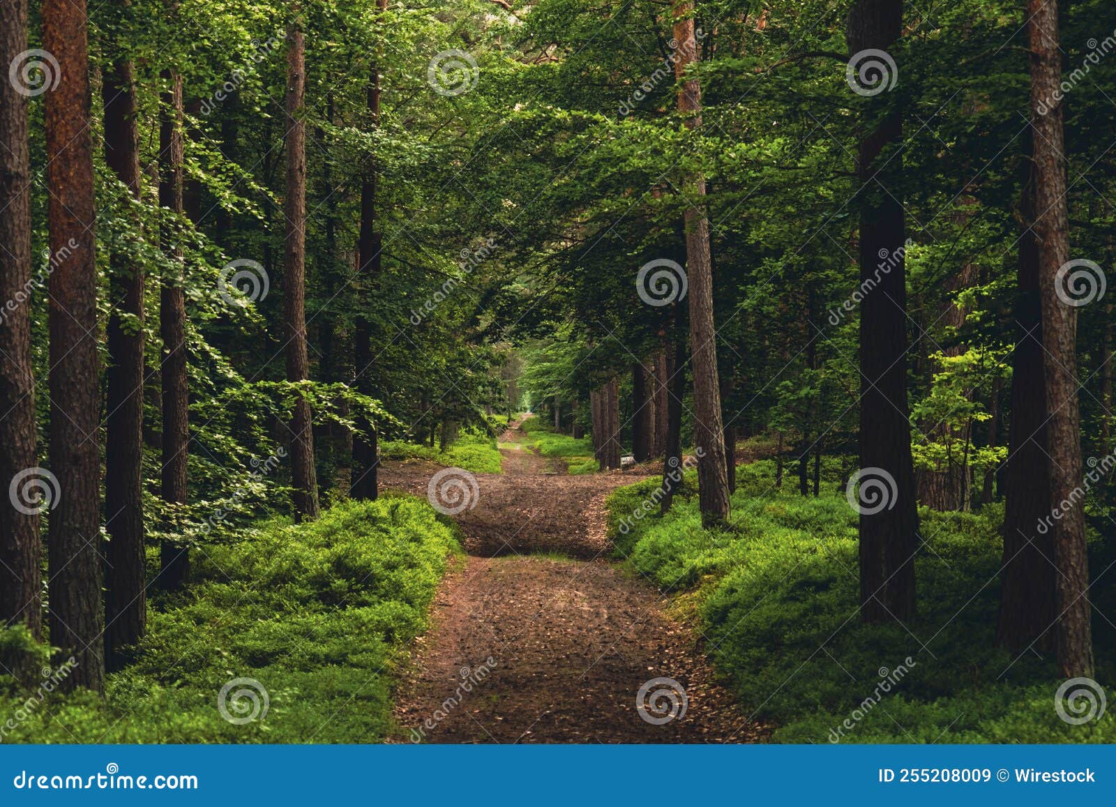 Narrow Path through a Pine Forest Stock Image - Image of trees, path ...