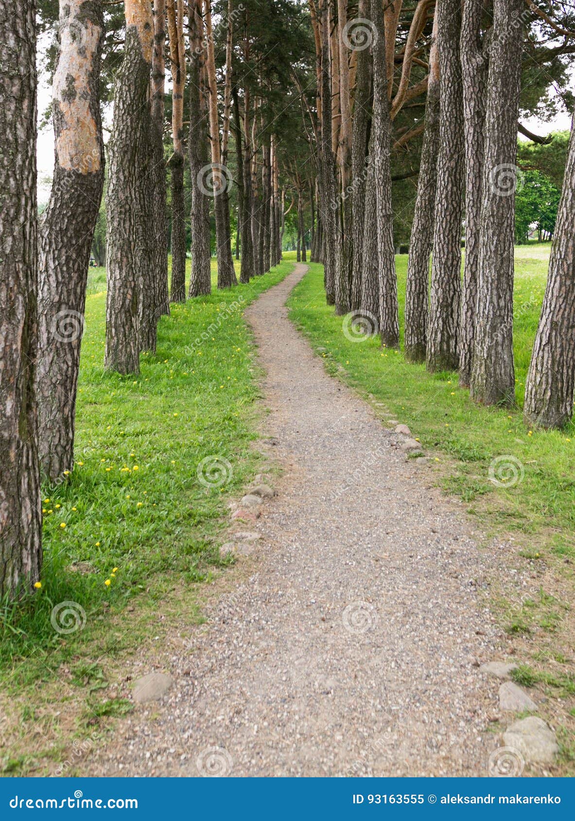 A Narrow Path in a Pine Forest Stock Image - Image of calm, outdoors ...