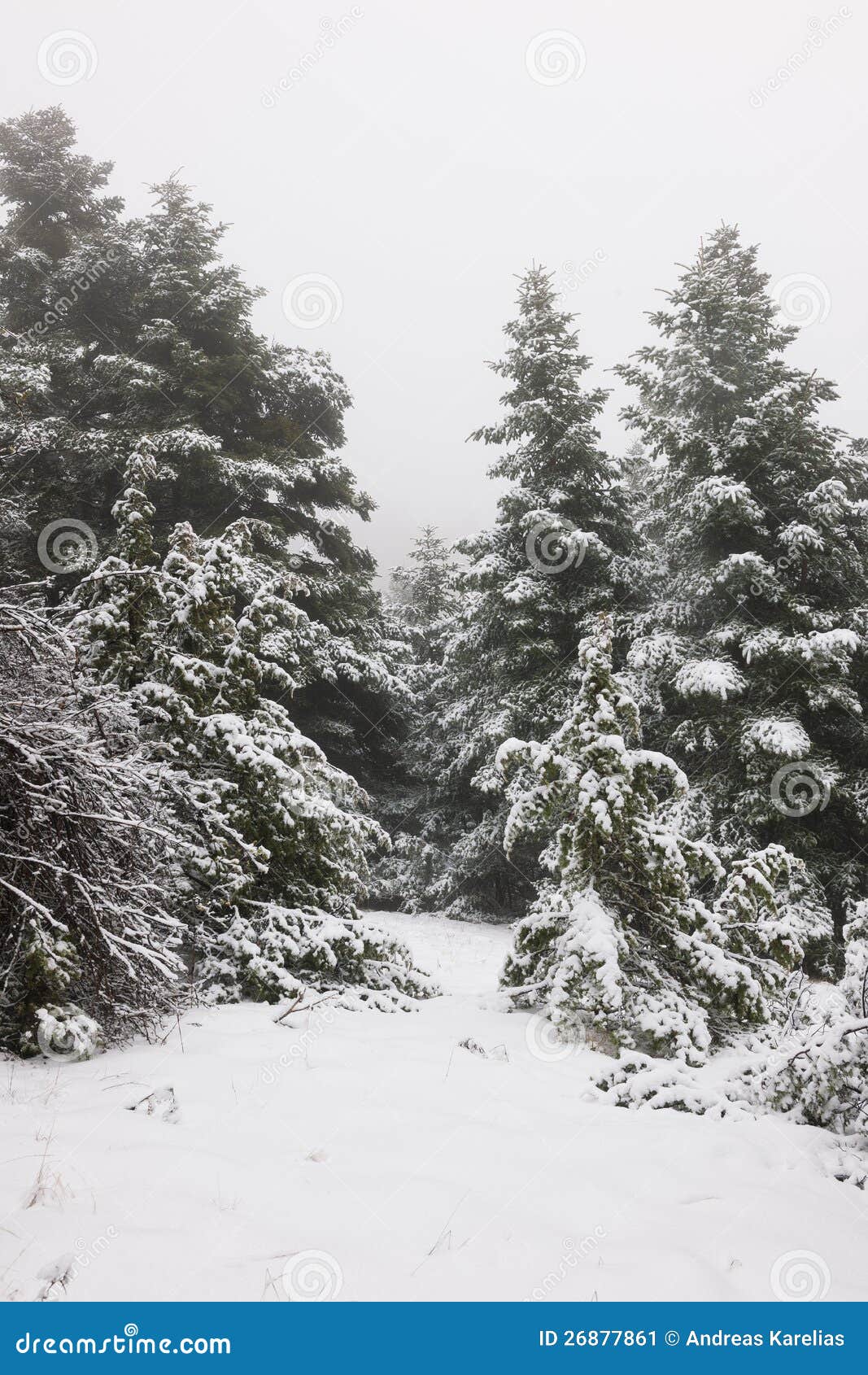 Narrow Path in Pine Forest Under Snow Stock Image - Image of january ...