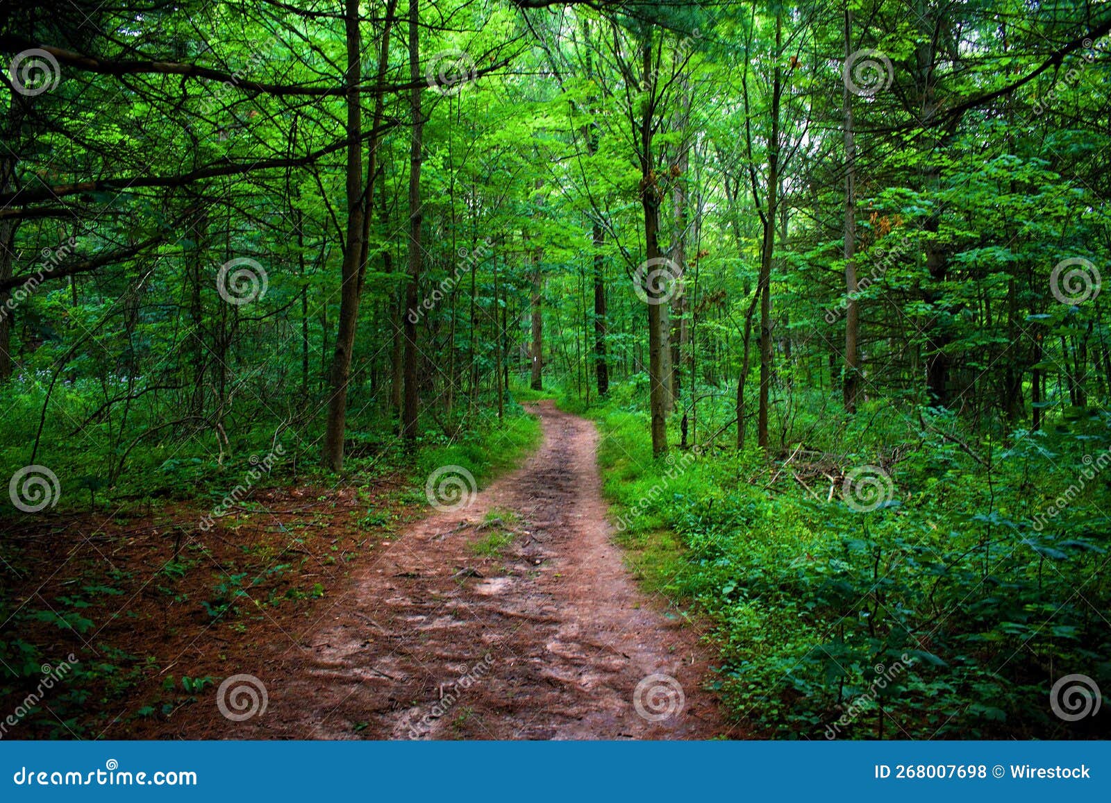 Narrow Path Running through a Dense Forest, with Lush Green Trees ...