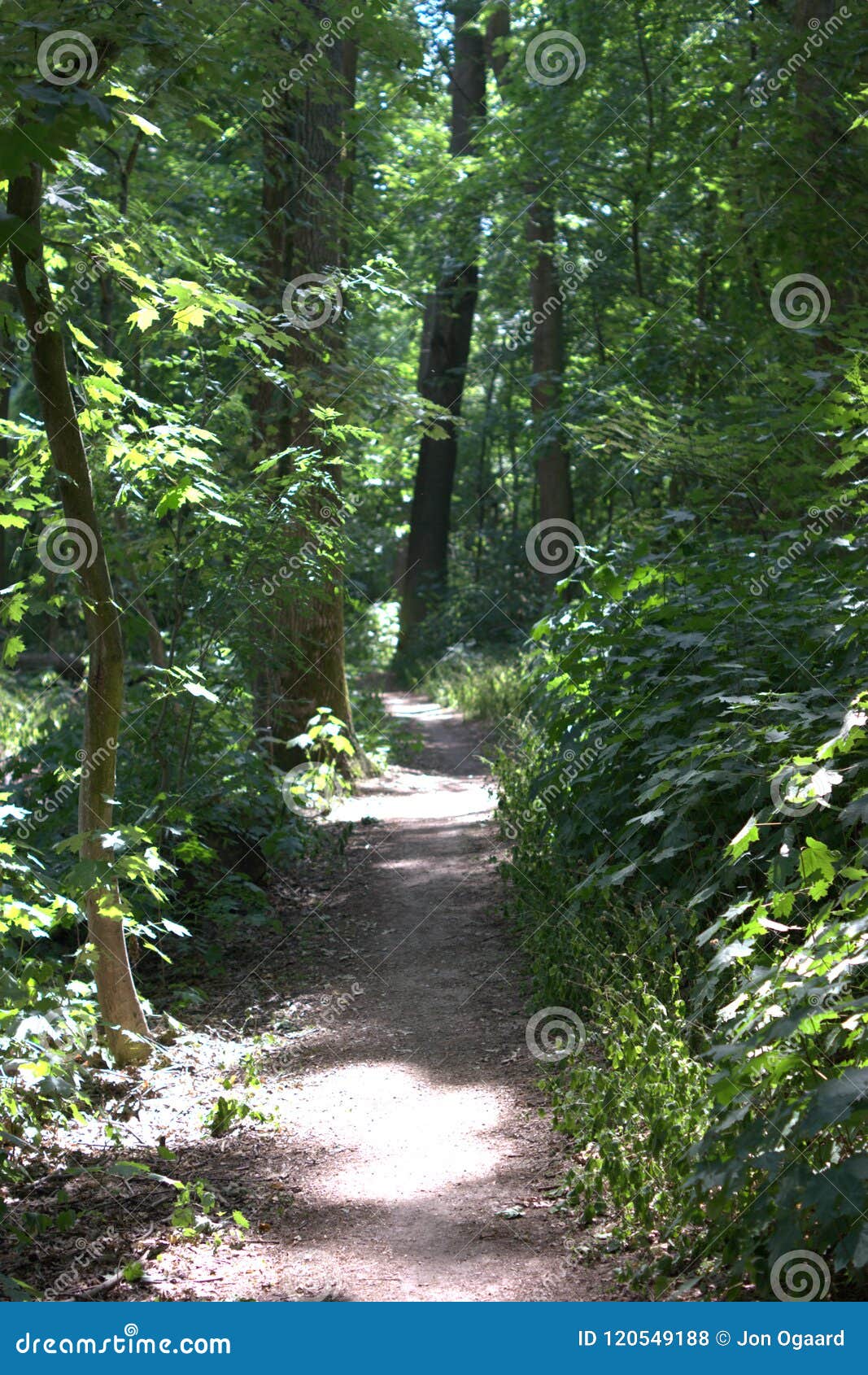 Narrow Path Snaking Its Way through a Forest with Sunlight Shining ...