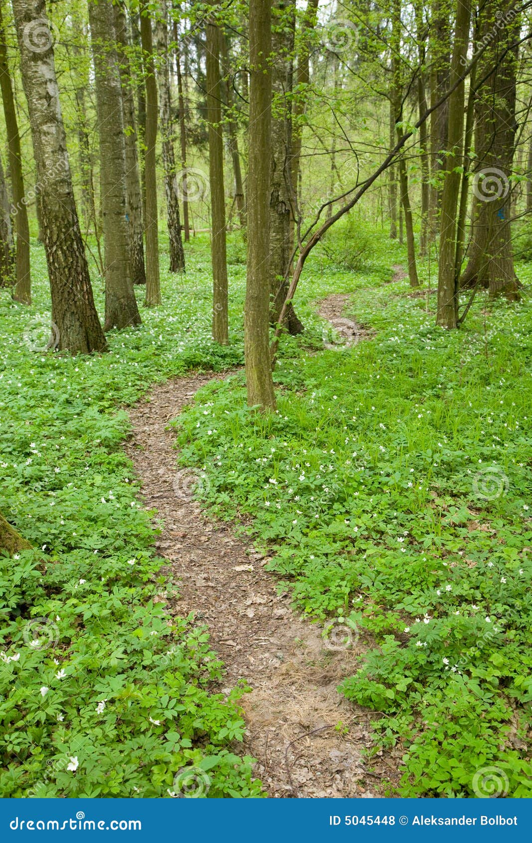 Narrow Path through Spring Forest Stock Photo - Image of deciduous ...