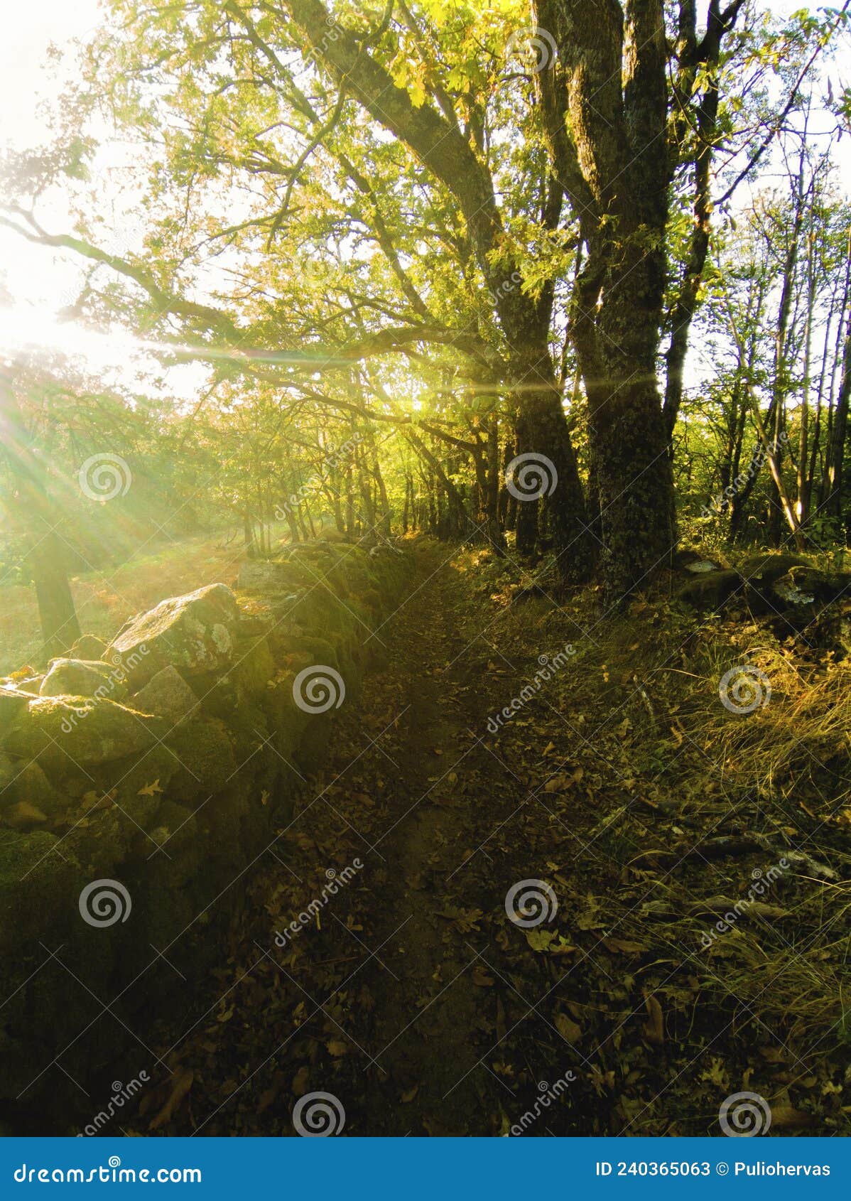 Narrow Path With Stone Wall With Moss With Sun At Sunset Royalty-Free ...