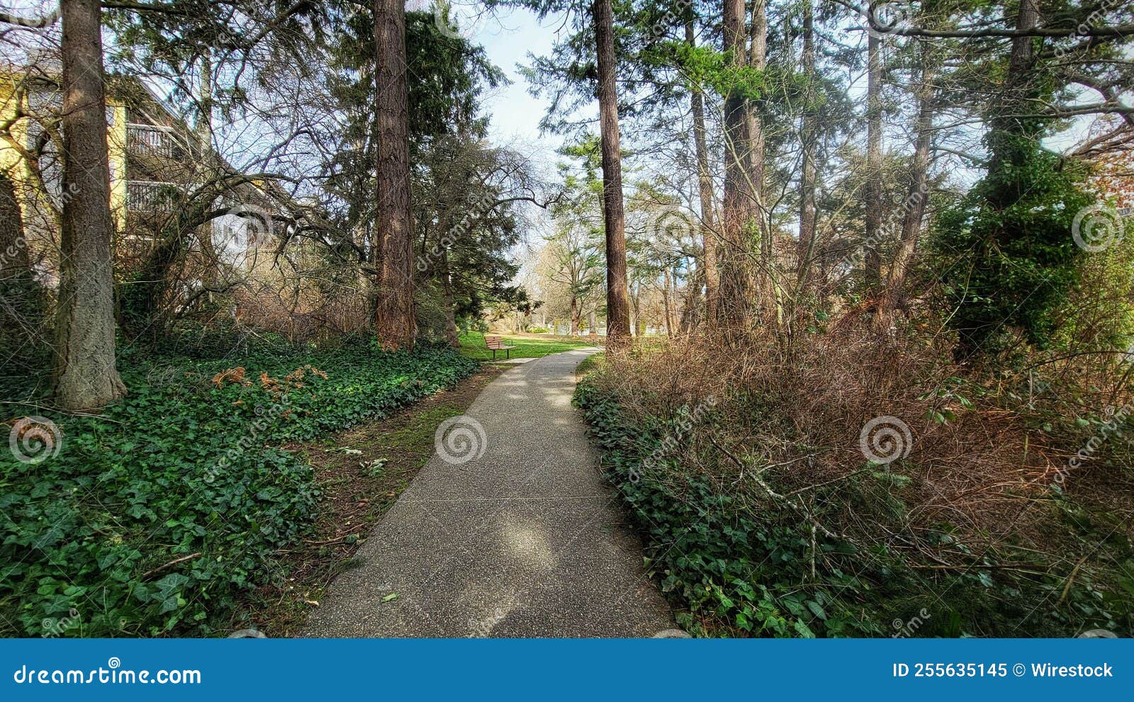 Narrow Path Surrounded by Trees and Plants Stock Image - Image of flora ...