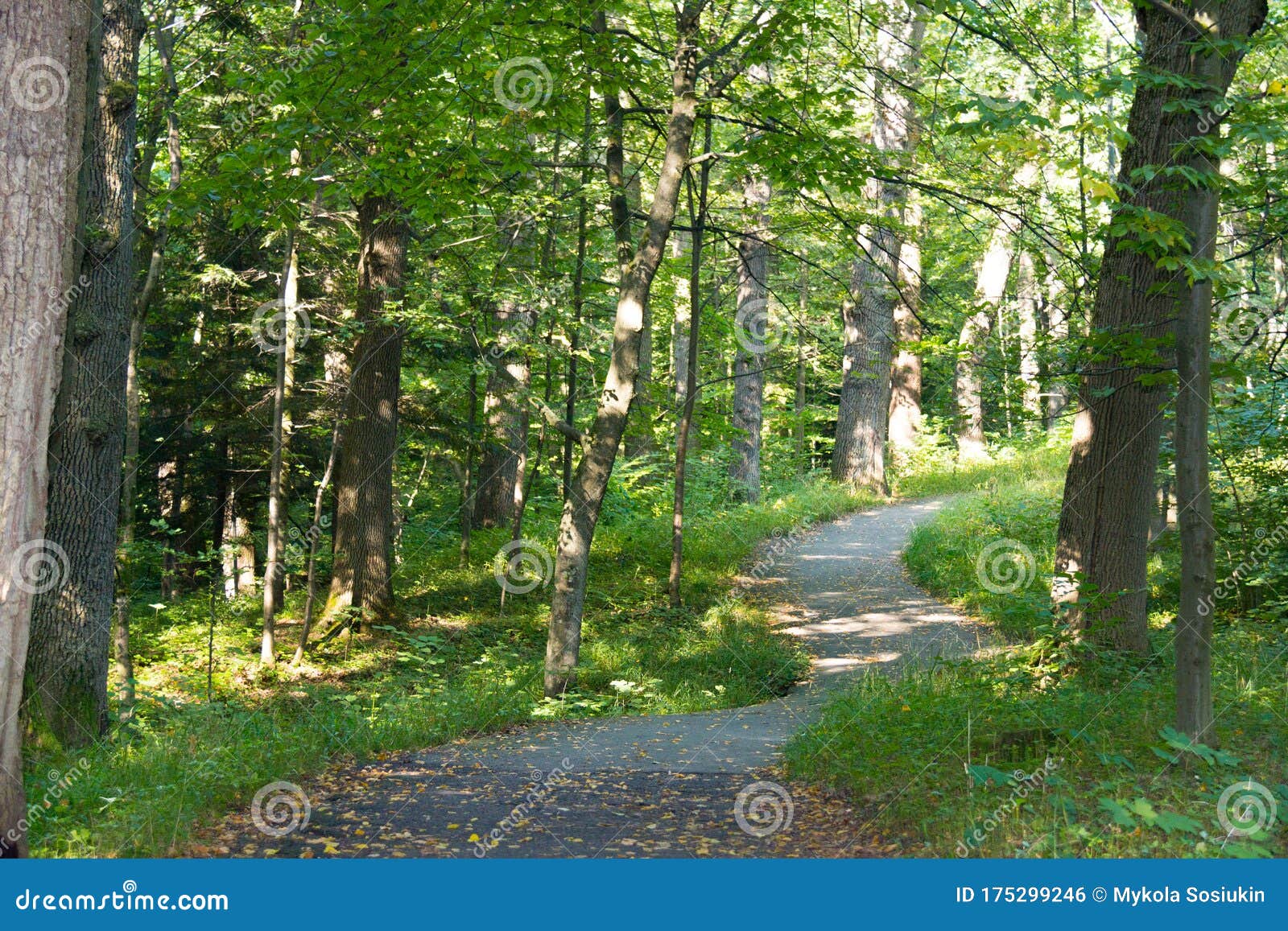Narrow Path in Thick Forest. Beautiful Nature Stock Photo - Image of ...