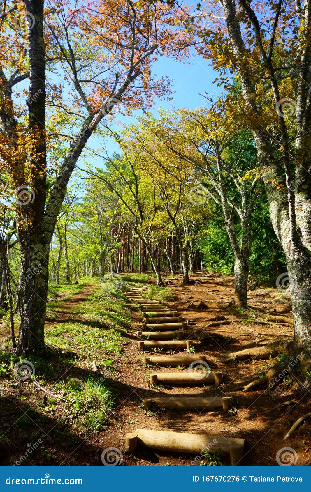 Narrow Path in between Trees in the Forest Stock Photo - Image of park ...