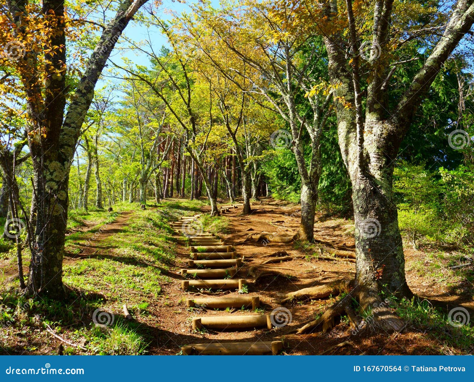 Narrow Path in between Trees in the Forest Stock Photo - Image of ...