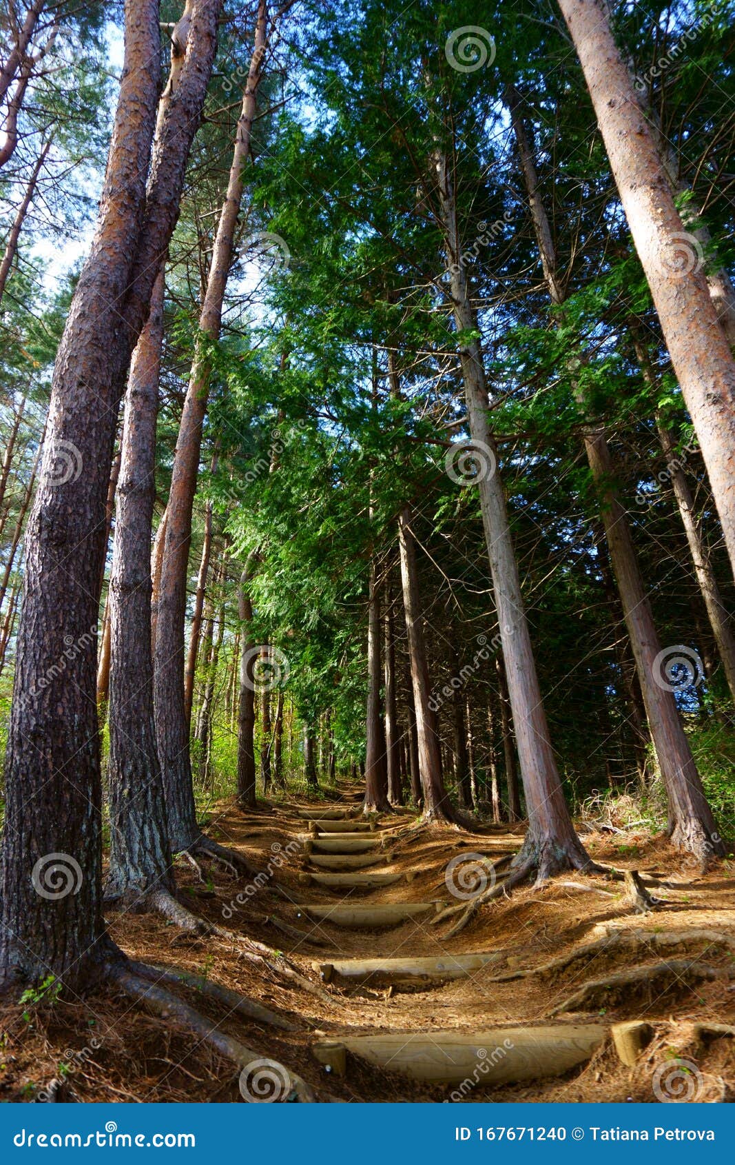Narrow Path in between Trees in the Forest Stock Photo - Image of ...