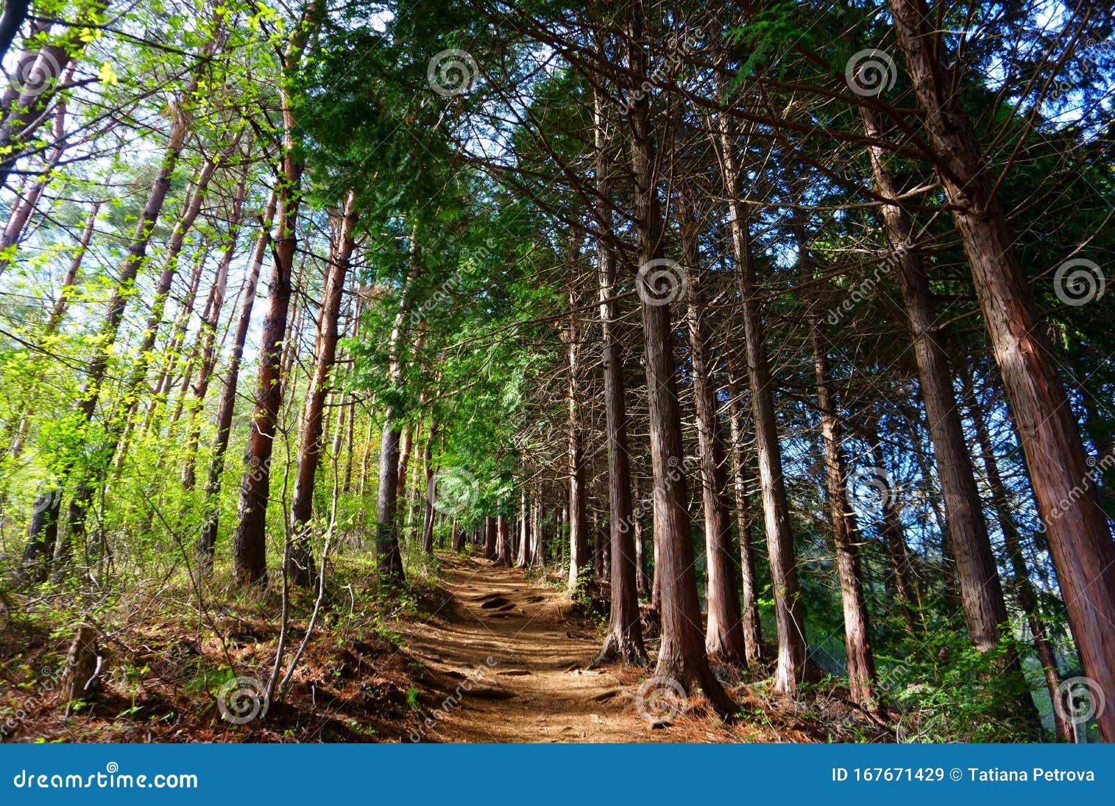 Narrow Path in between Trees in the Forest Stock Image - Image of ...
