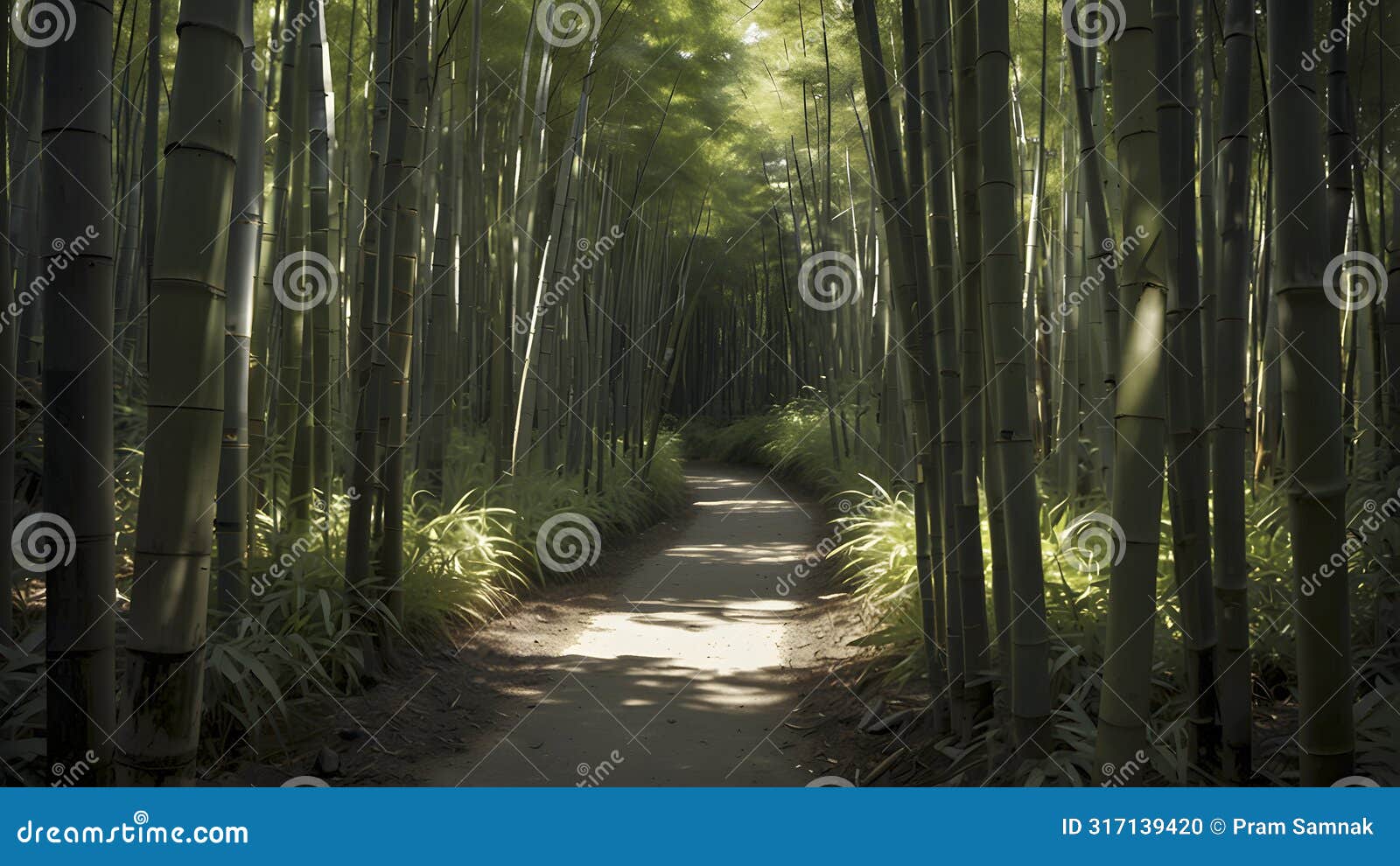 A Narrow Path Winds Its Way Through A Densely Wooded Forest, With Tall ...