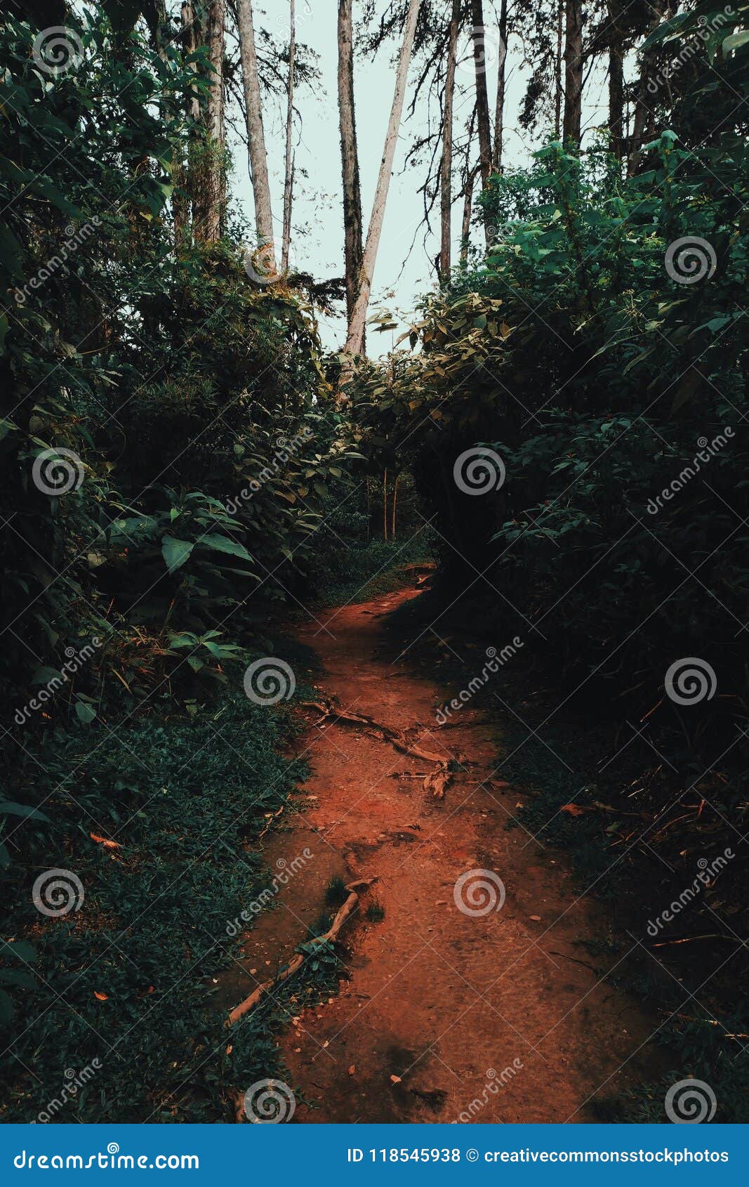Narrow Pathway Picture. Image: 118545938