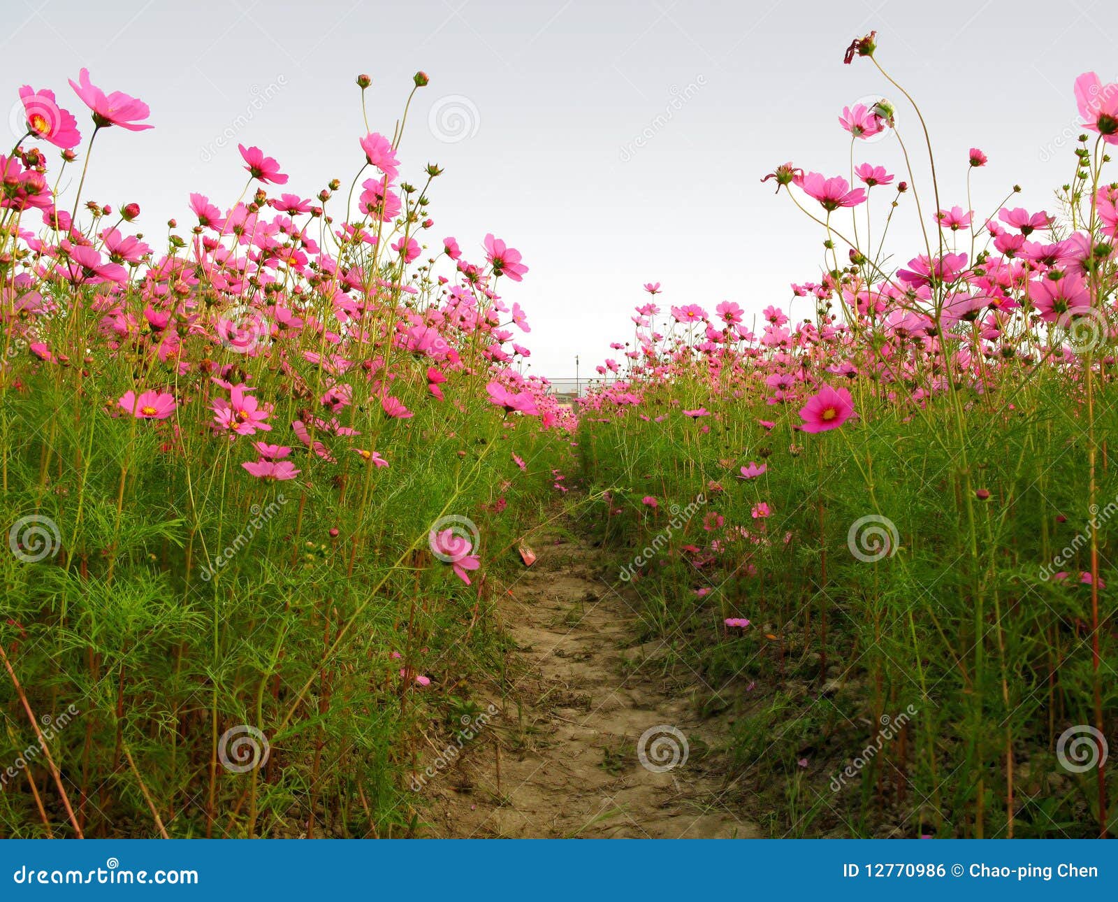 Narrow Pathway among the Cosmos Stock Photo - Image of plant, flora ...