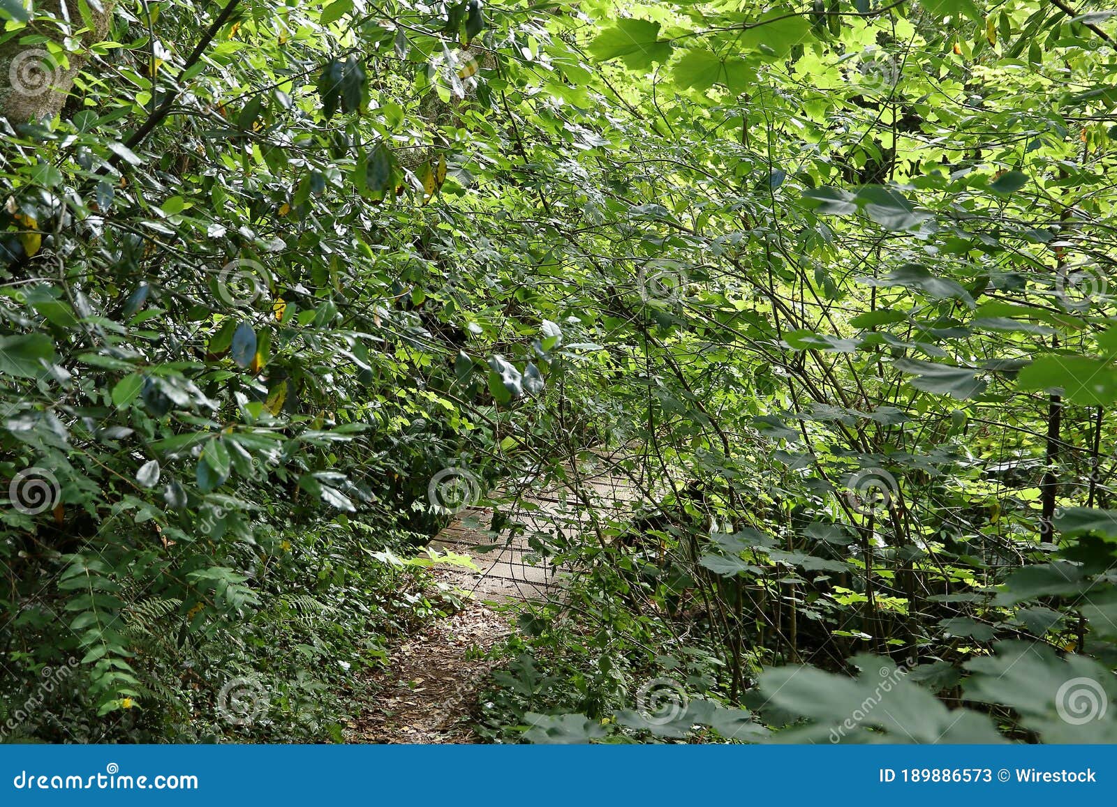 Narrow Pathway in the Dense Forest with Many Different Tropical Plants ...