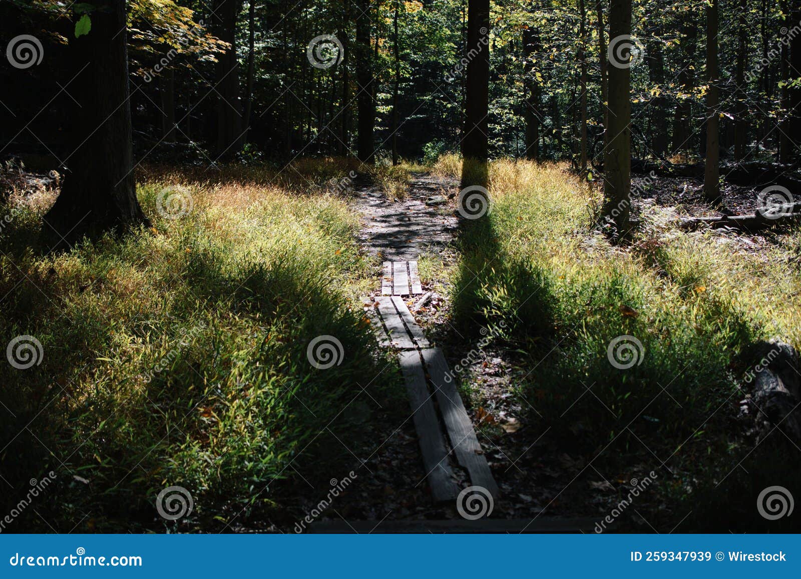 Narrow Pathway in the Forest with Shadows Stock Image - Image of ...