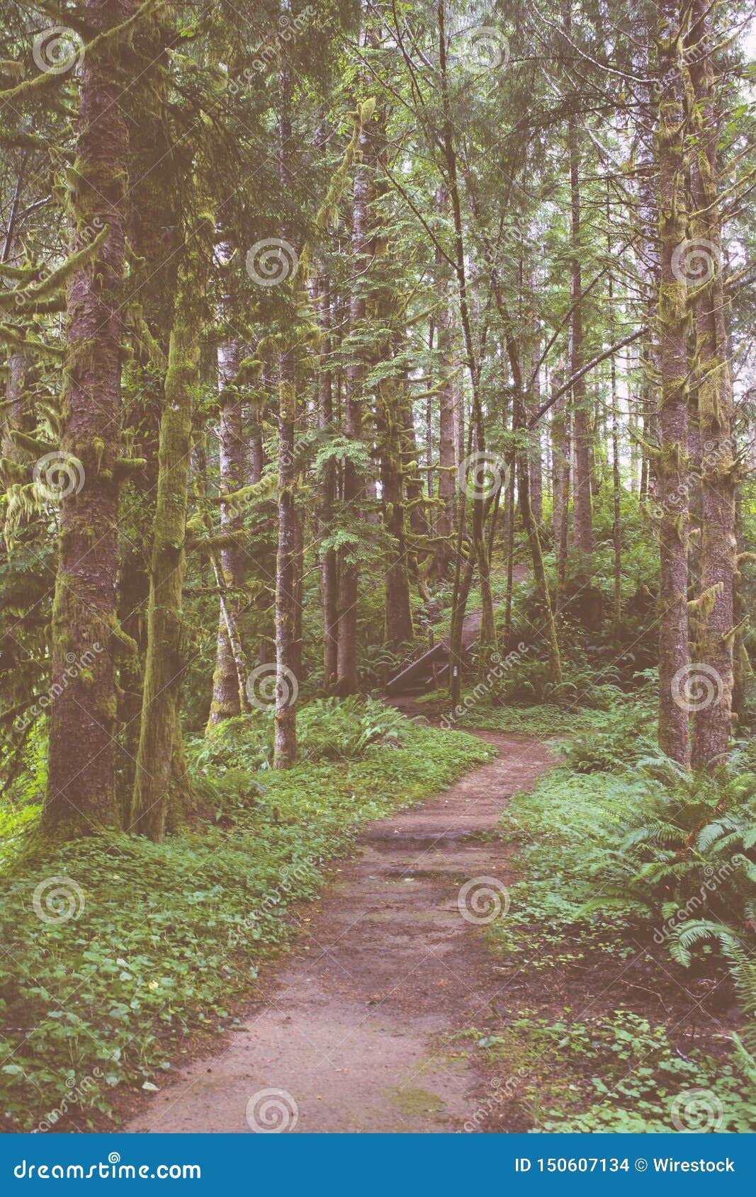 Narrow Pathway in a Forest with Tall Trees and Beautiful Greenery Stock ...