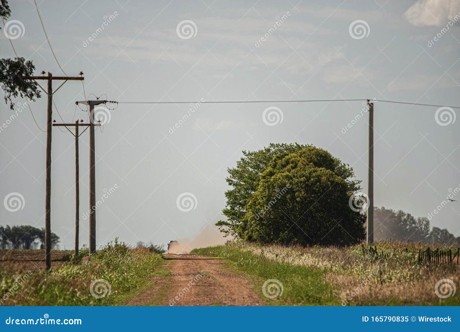 Narrow Pathway in a Grassy Field with a Thick Tree and Utility Poles on ...