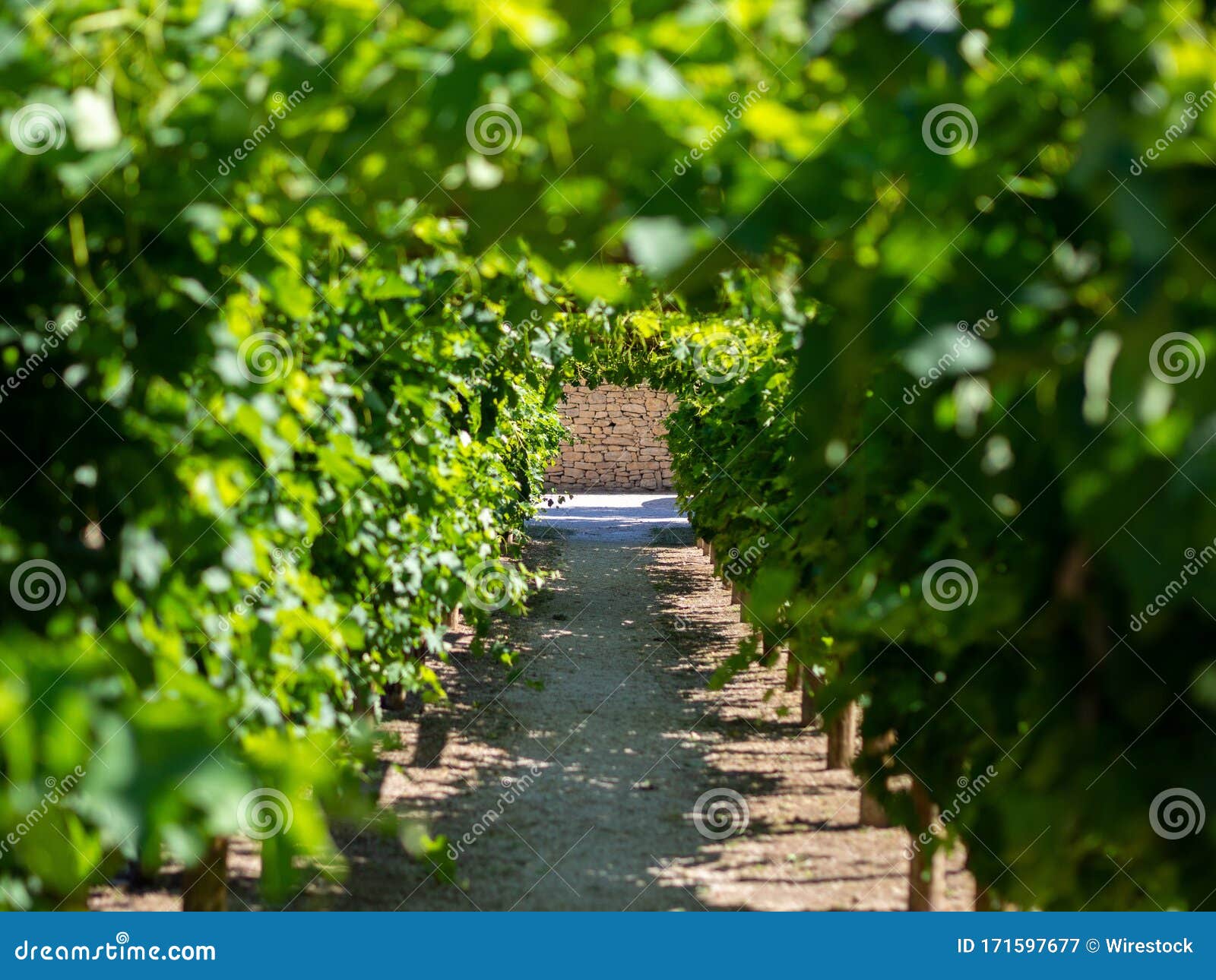 Narrow Pathway in the Middle of Plants with Green Leaves Stock Image ...