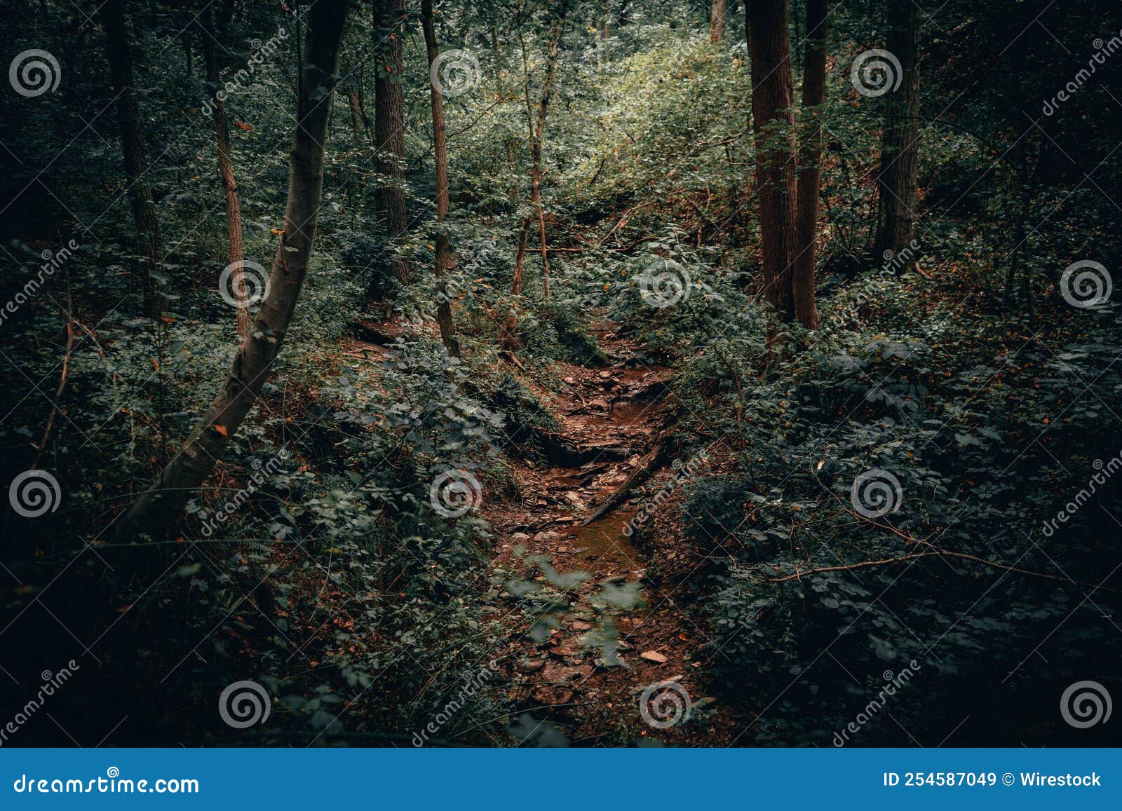 Narrow Pathway through the Mysterious Forest Stock Image - Image of ...