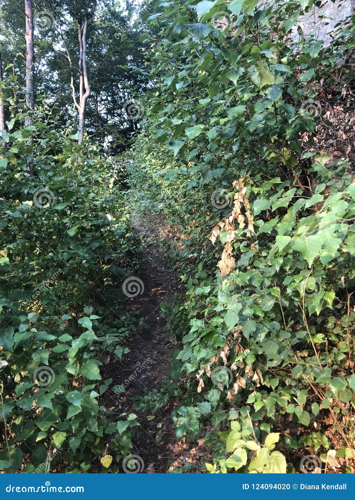 Narrow pathway stock photo. Image of trail, narrow, hiking - 124094020