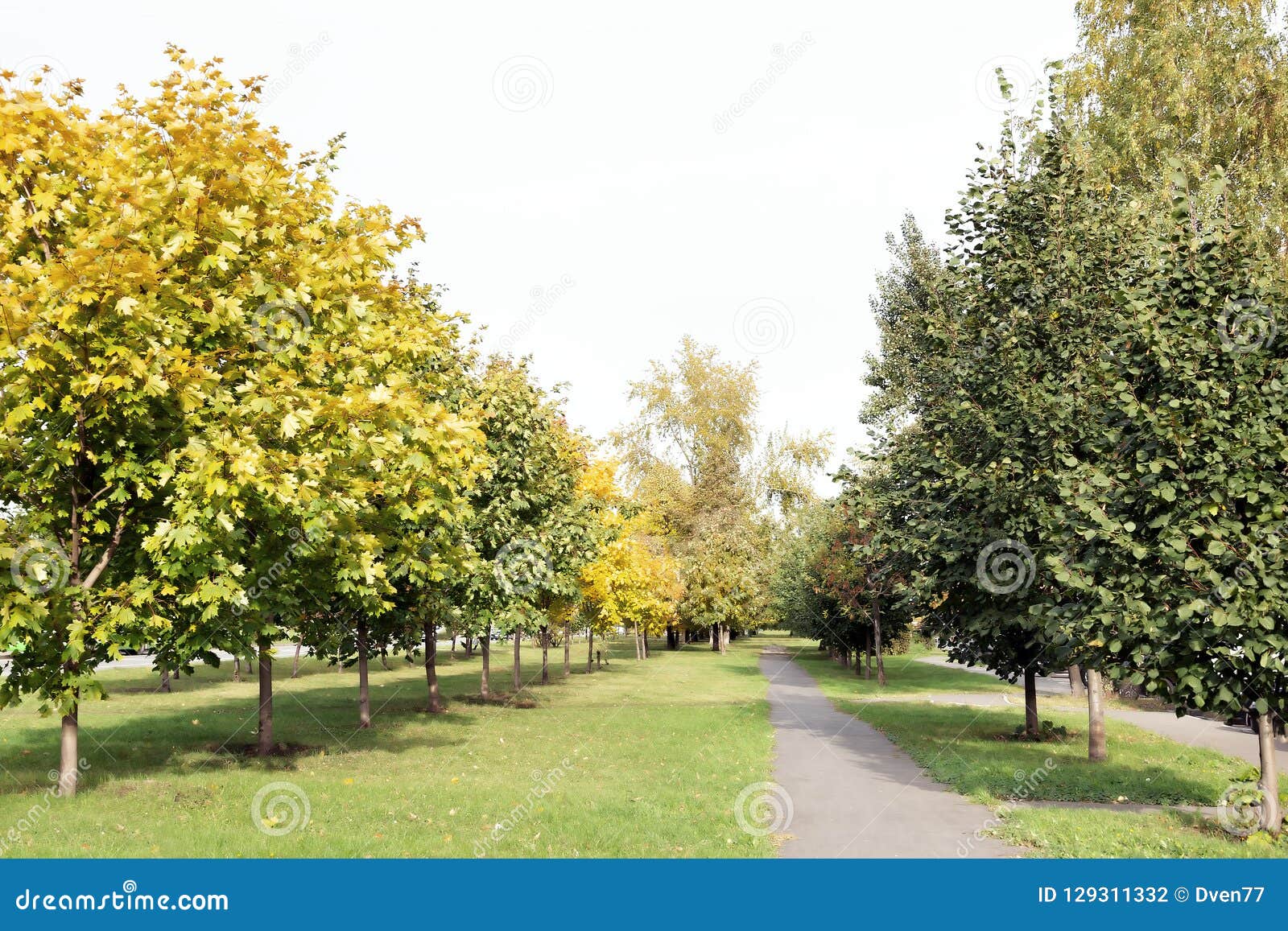 Narrow Pathway in the Park with Young Autumn Trees Stock Photo - Image ...