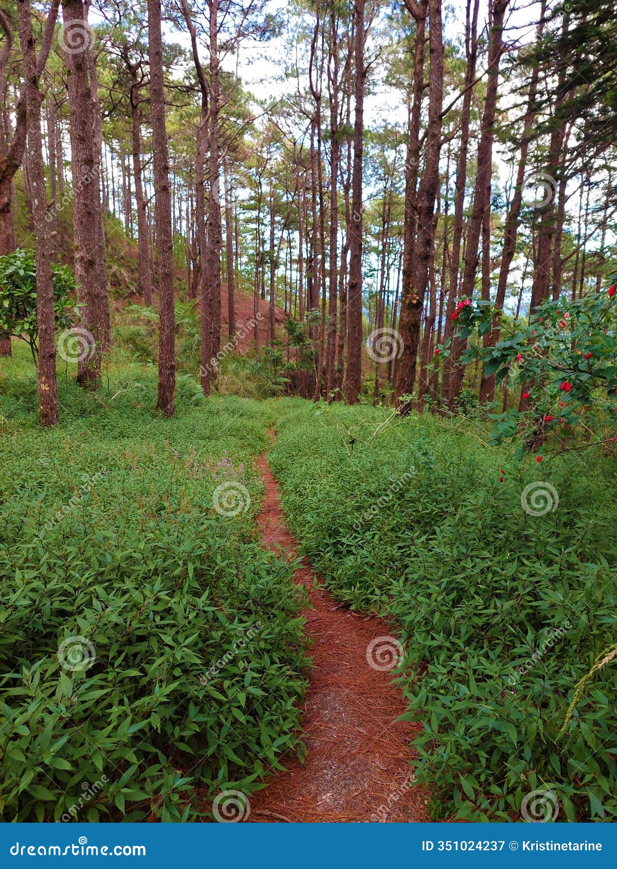 Narrow Pathway in the Pine Trees Forest Stock Image - Image of nature ...