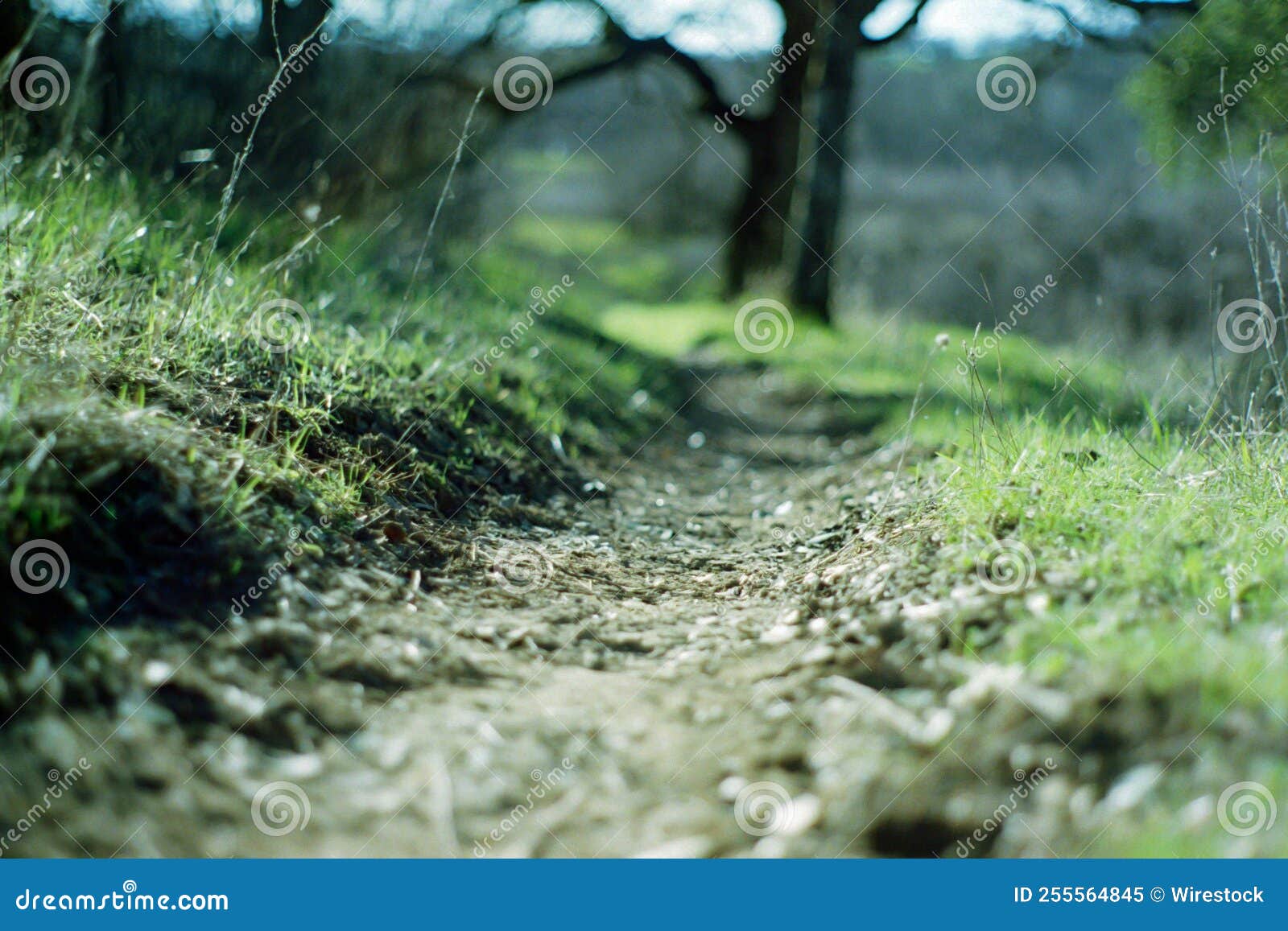 Narrow Pathway on a Sunny Day Stock Image - Image of sunny, green ...