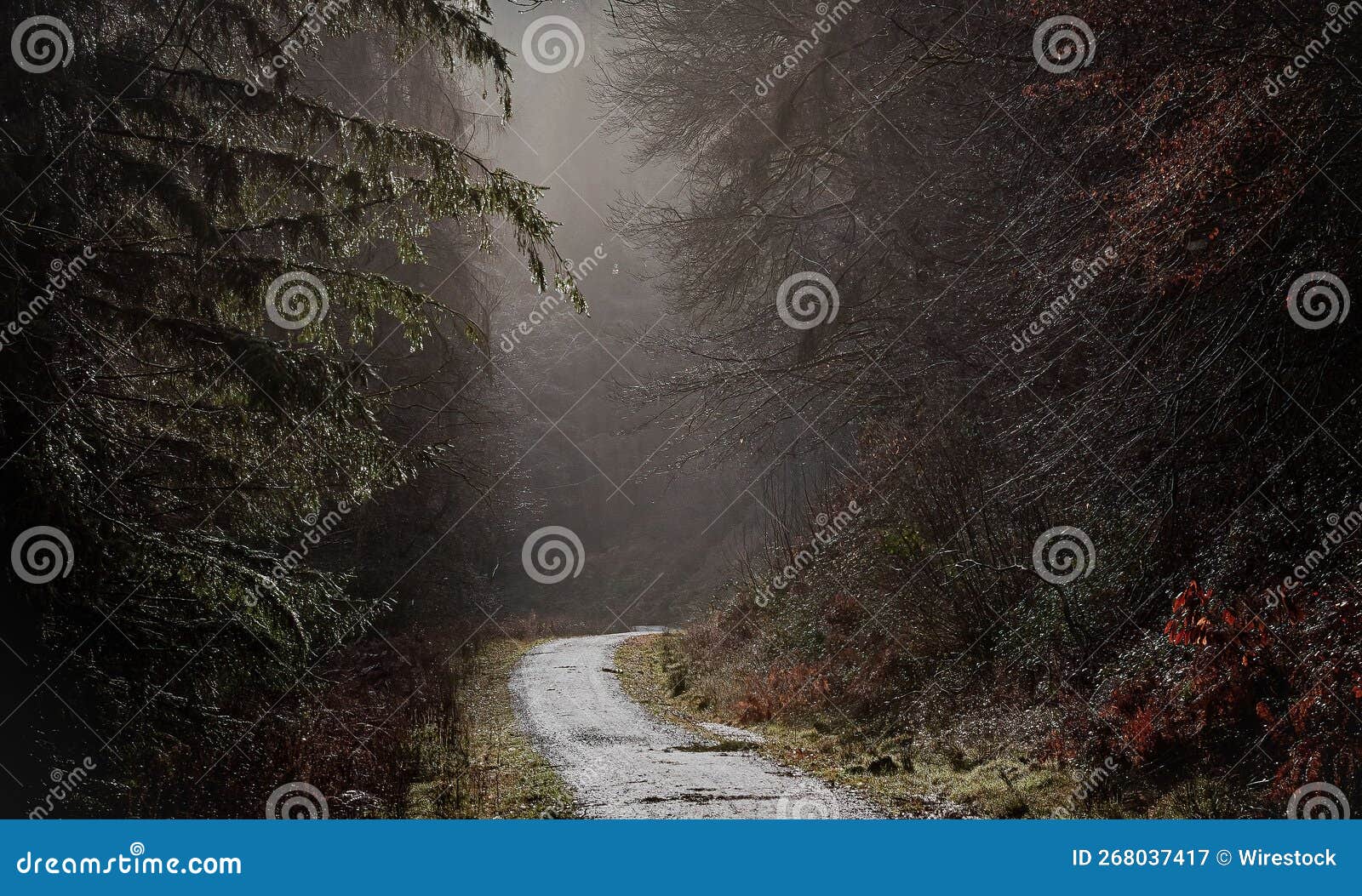 Narrow Pathway Surrounded by the Dense Forest on Rainy Weather during ...