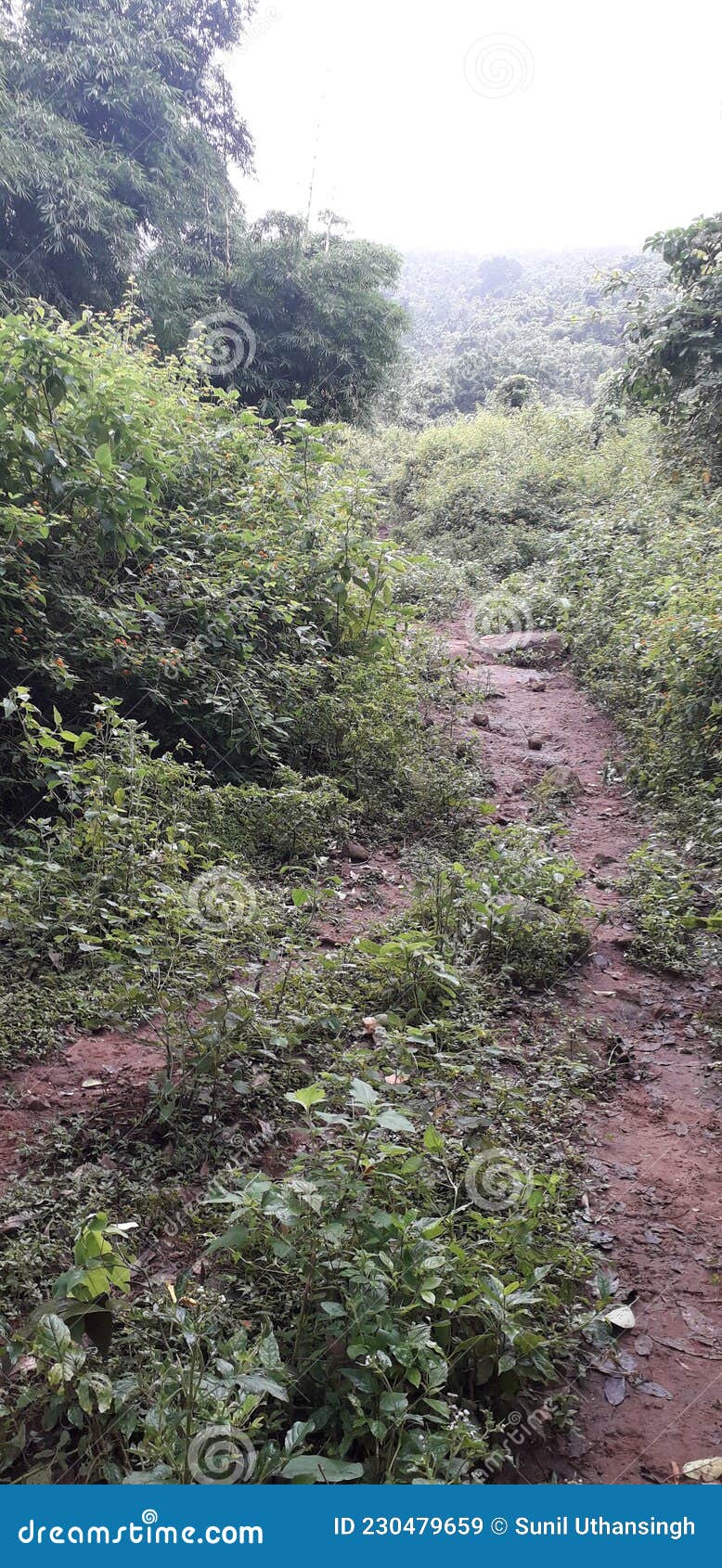 A Narrow Pathway To Mountain in between Bushes Near Bamboo Tree Stock ...