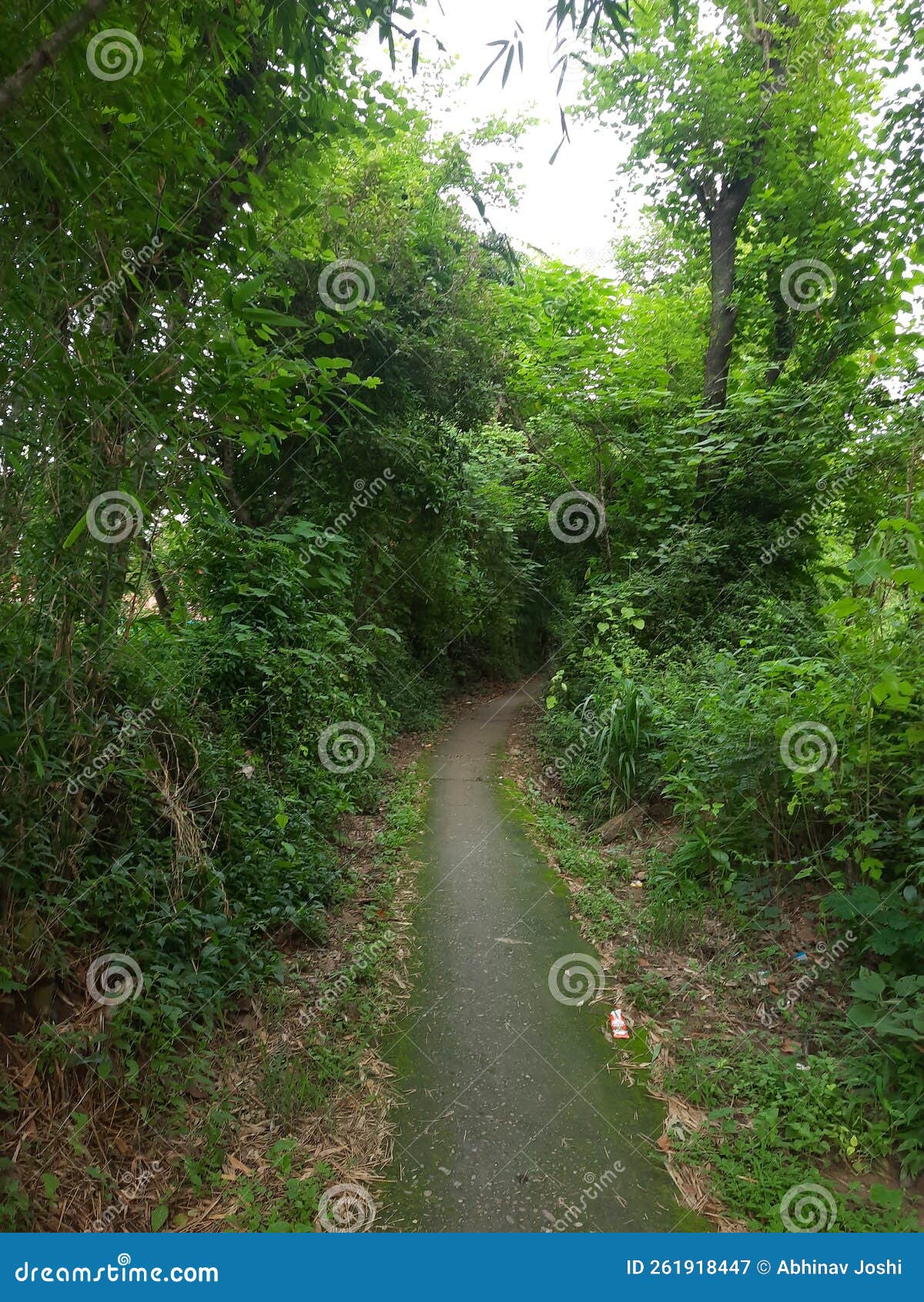 Narrow Pathway through the Trees - Nature Stock Image - Image of midway ...