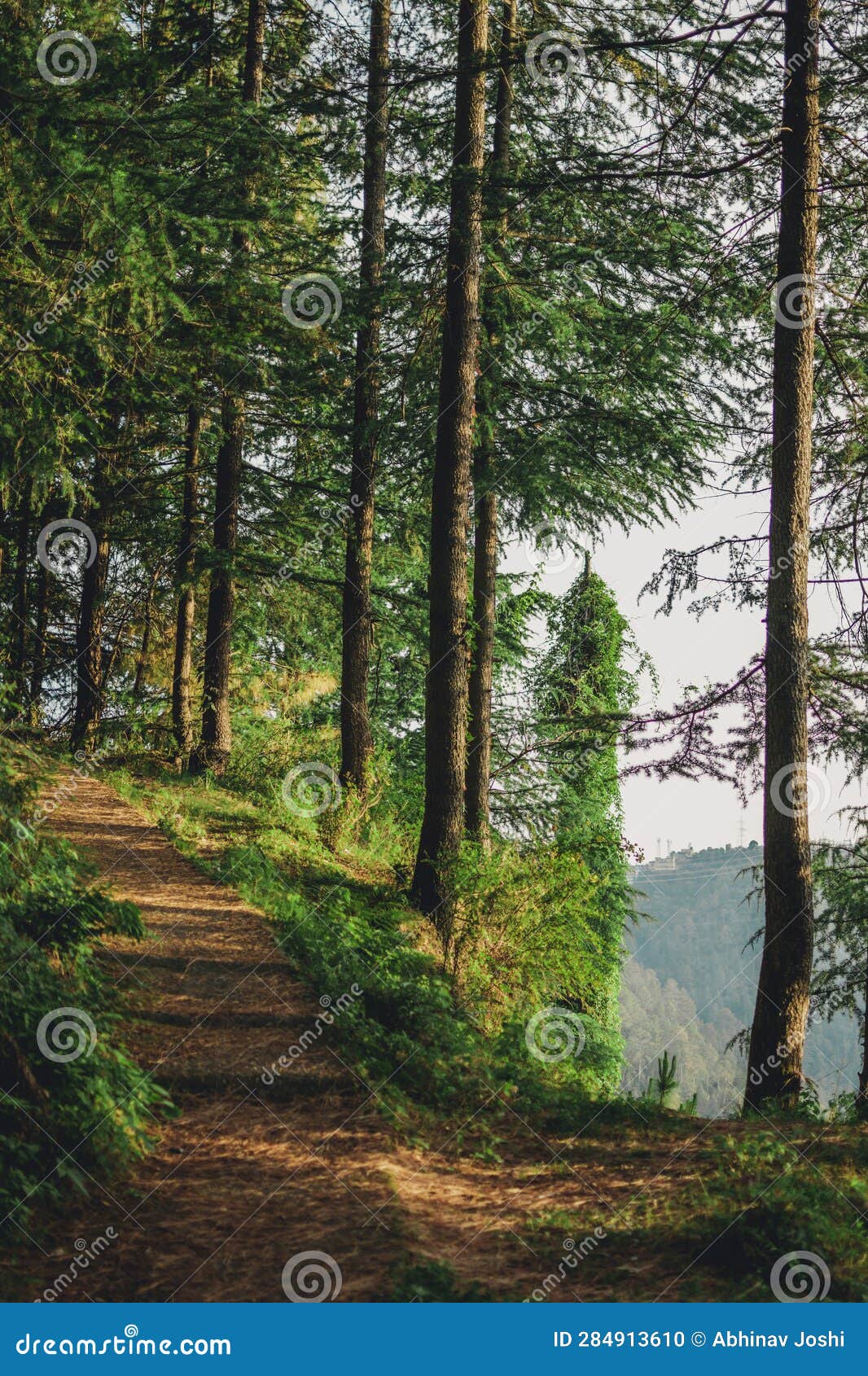 Narrow Pathway With Overgrowing Trees And Greenery Stock Image ...