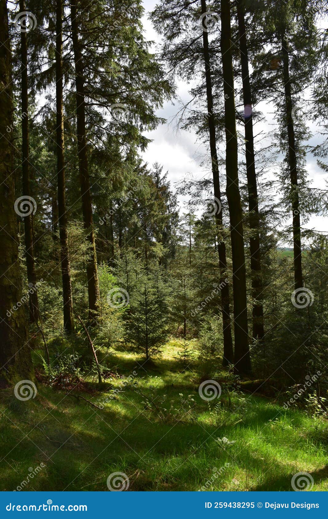 Narrow Pathway through a Wooded Forest Thick with Trees Stock Image ...