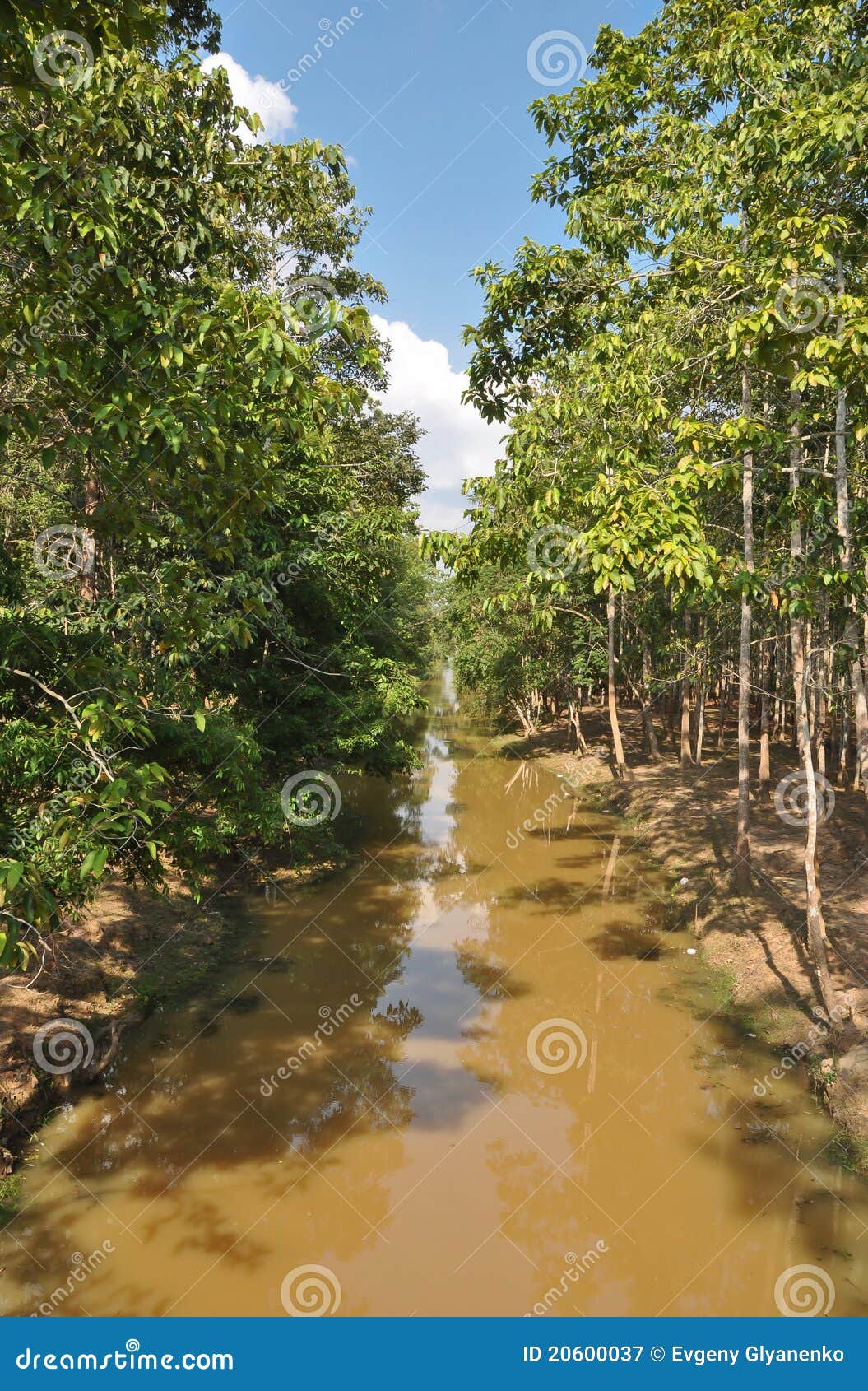 Narrow River stock image. Image of dirty, branches, extended - 20600037