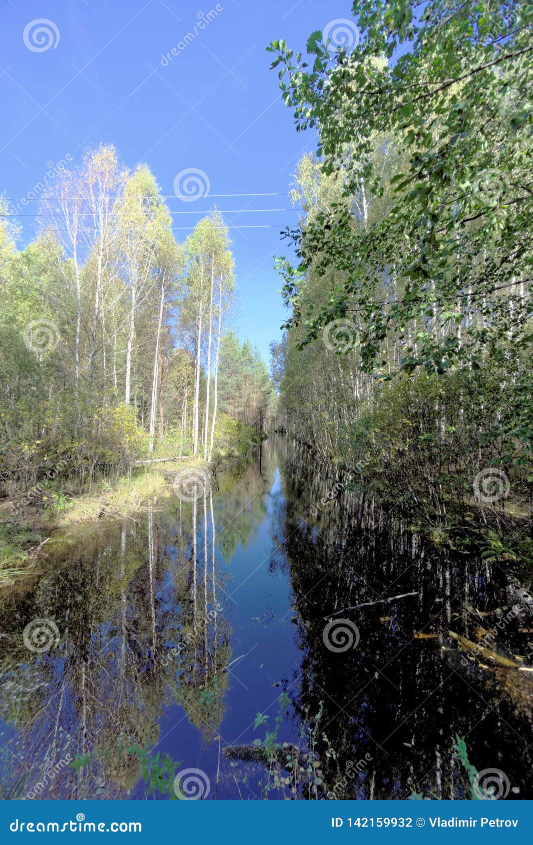 A Narrow River with a Calm Water Surface among the Trees. Mirror ...