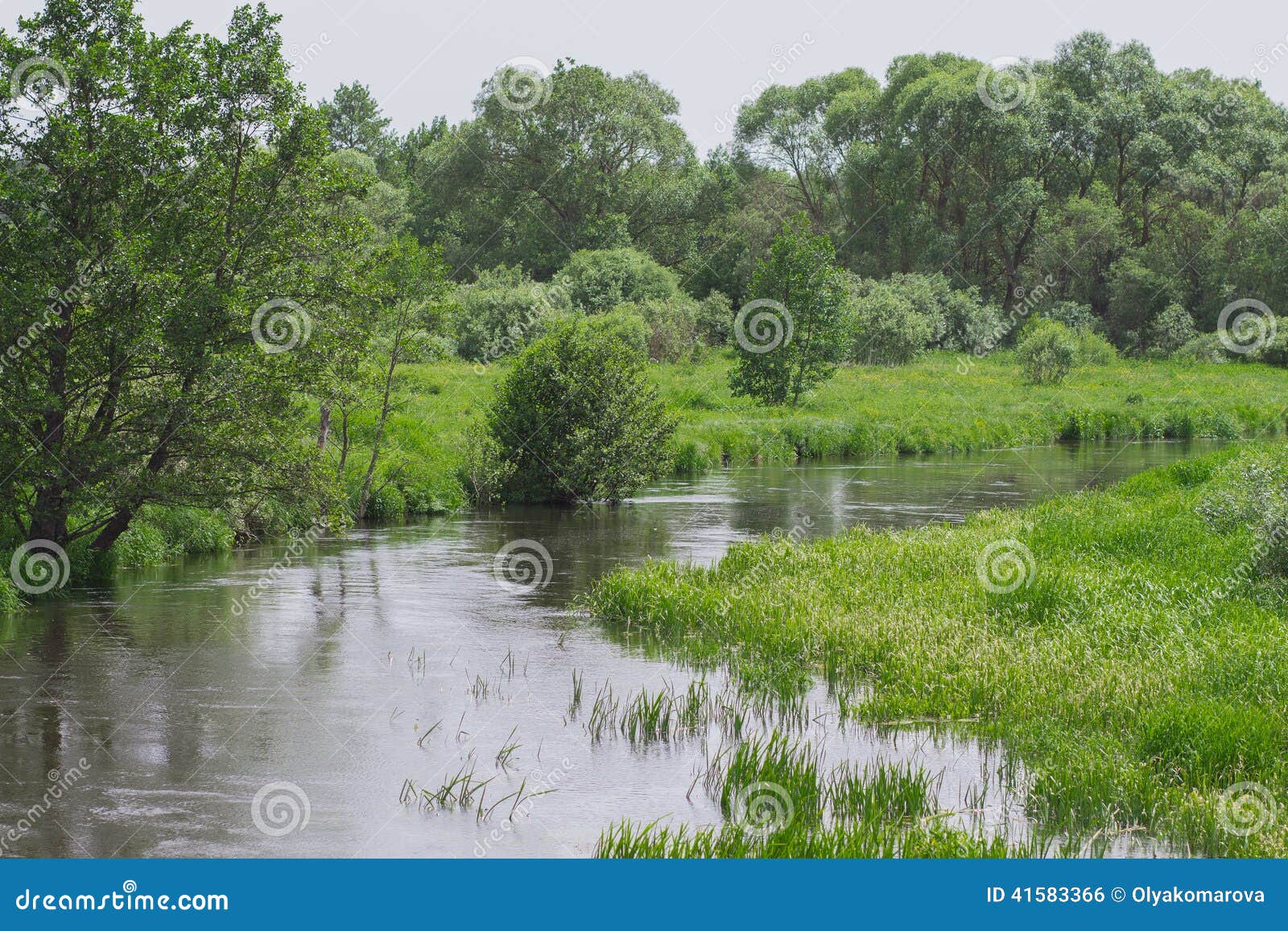 Narrow River Flowing in the Forest Stock Photo - Image of tranquil ...