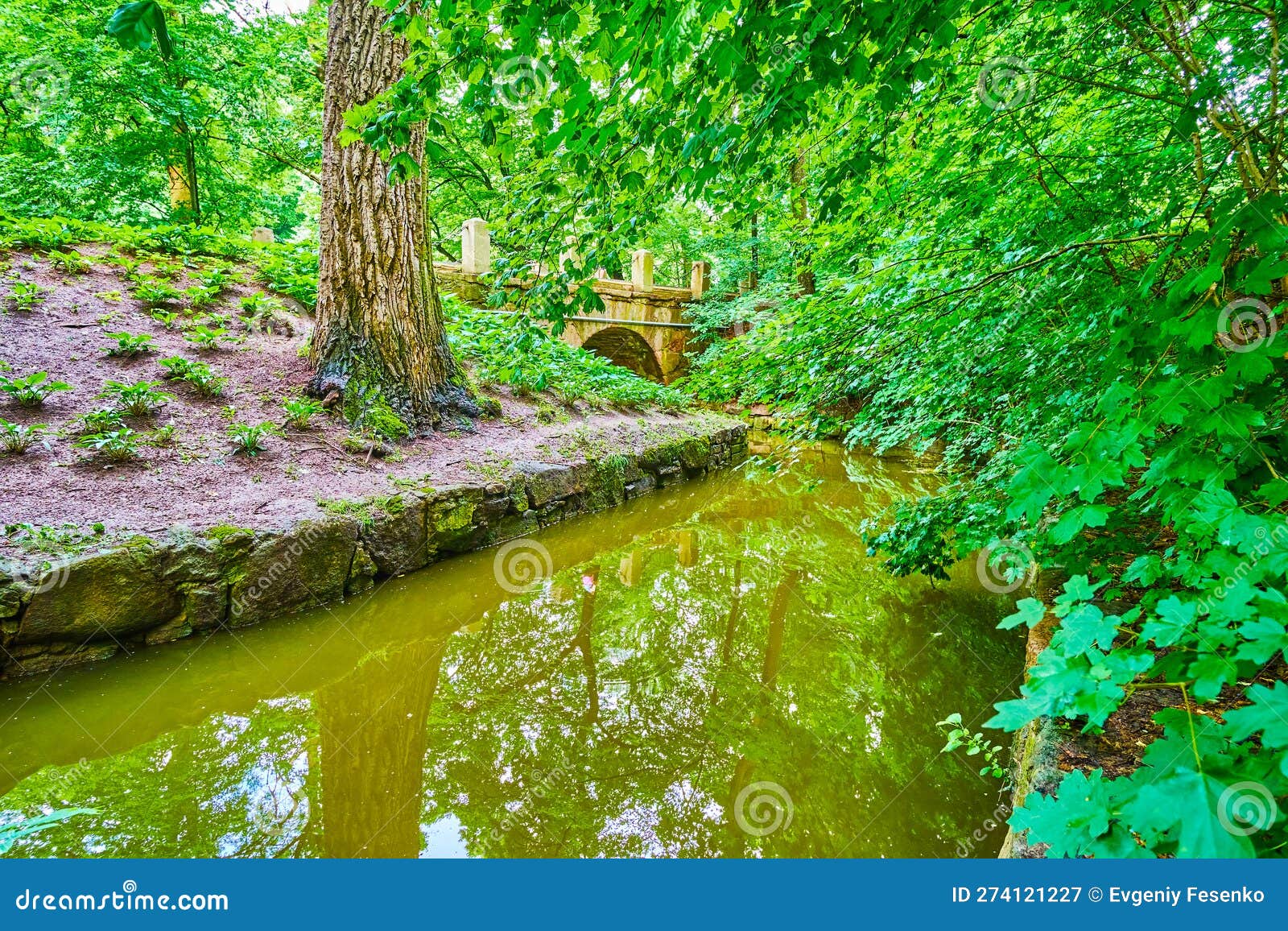 The Narrow River Flows among Greenery of Arboretum Sofiyivsky Park in ...