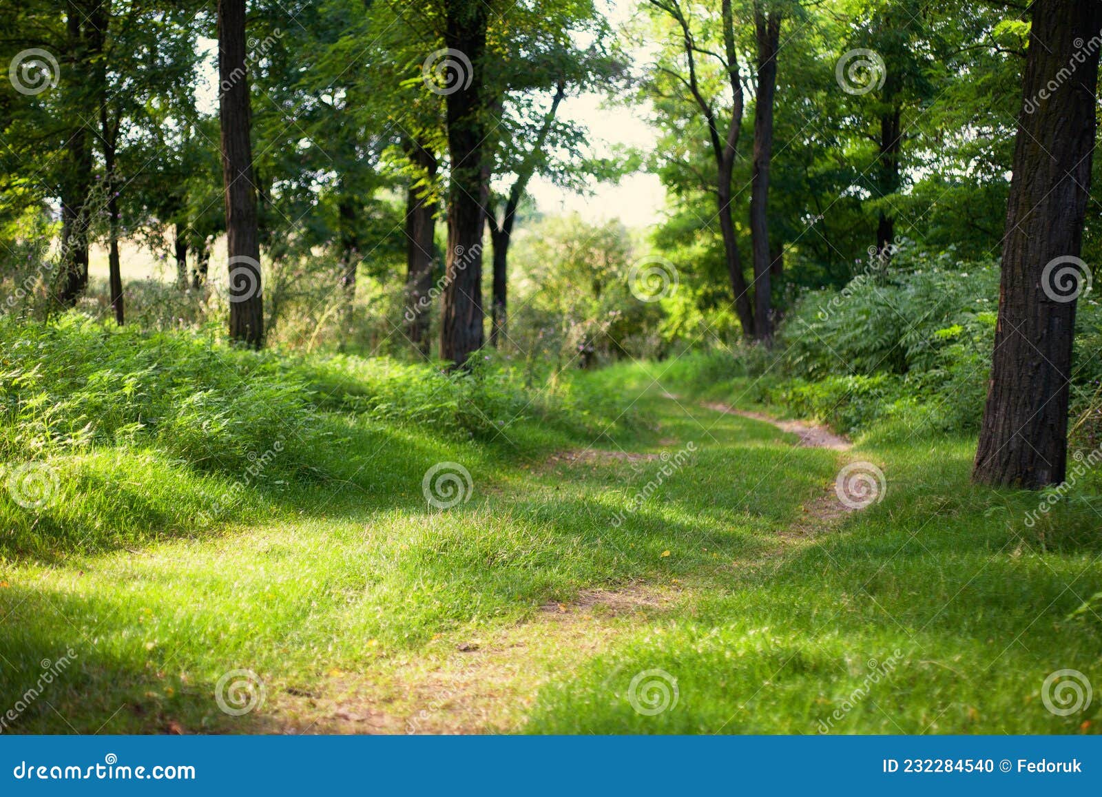 Narrow Road Crossing a Spectacular Fall Forest Scenery Stock Photo ...