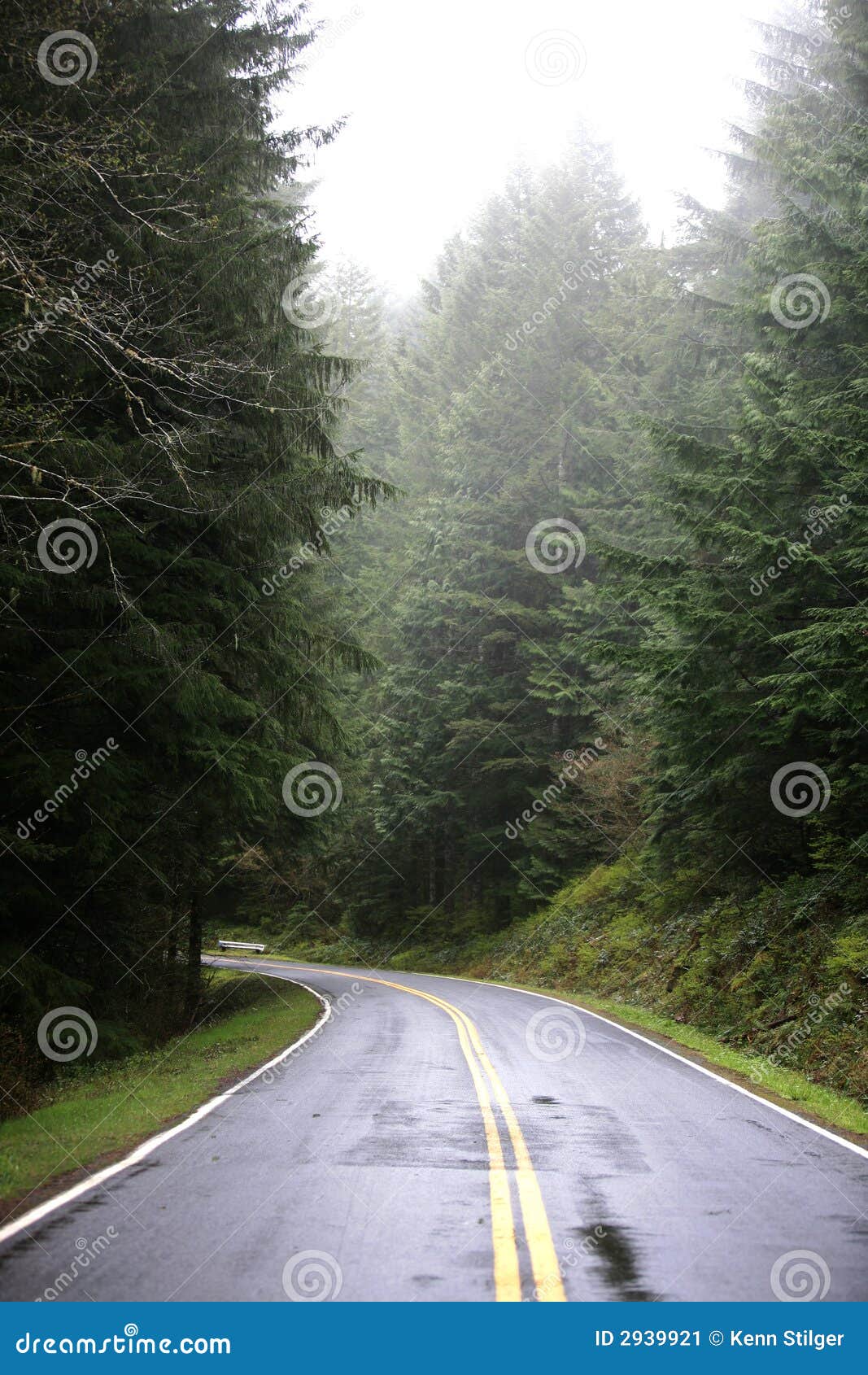 Narrow Road in the Forest stock image. Image of wilderness - 2939921