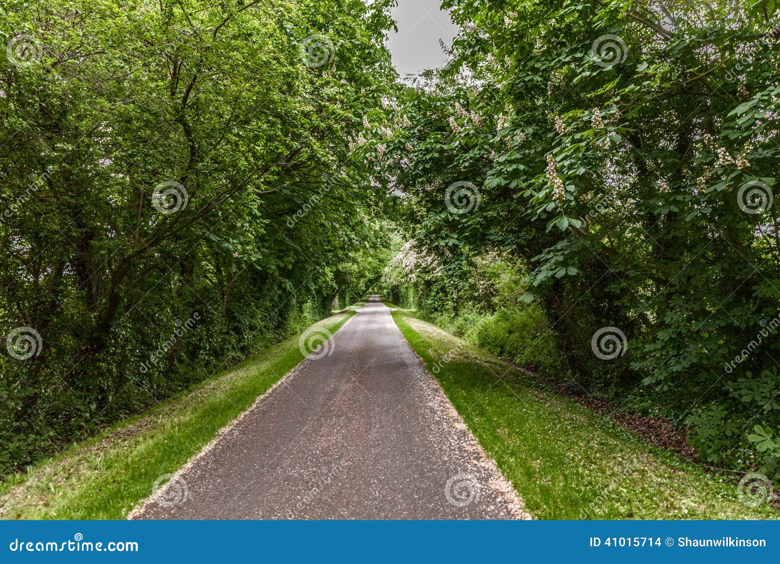 Narrow Road in Lincolnshire Wolds Stock Photo - Image of rural, foliage ...